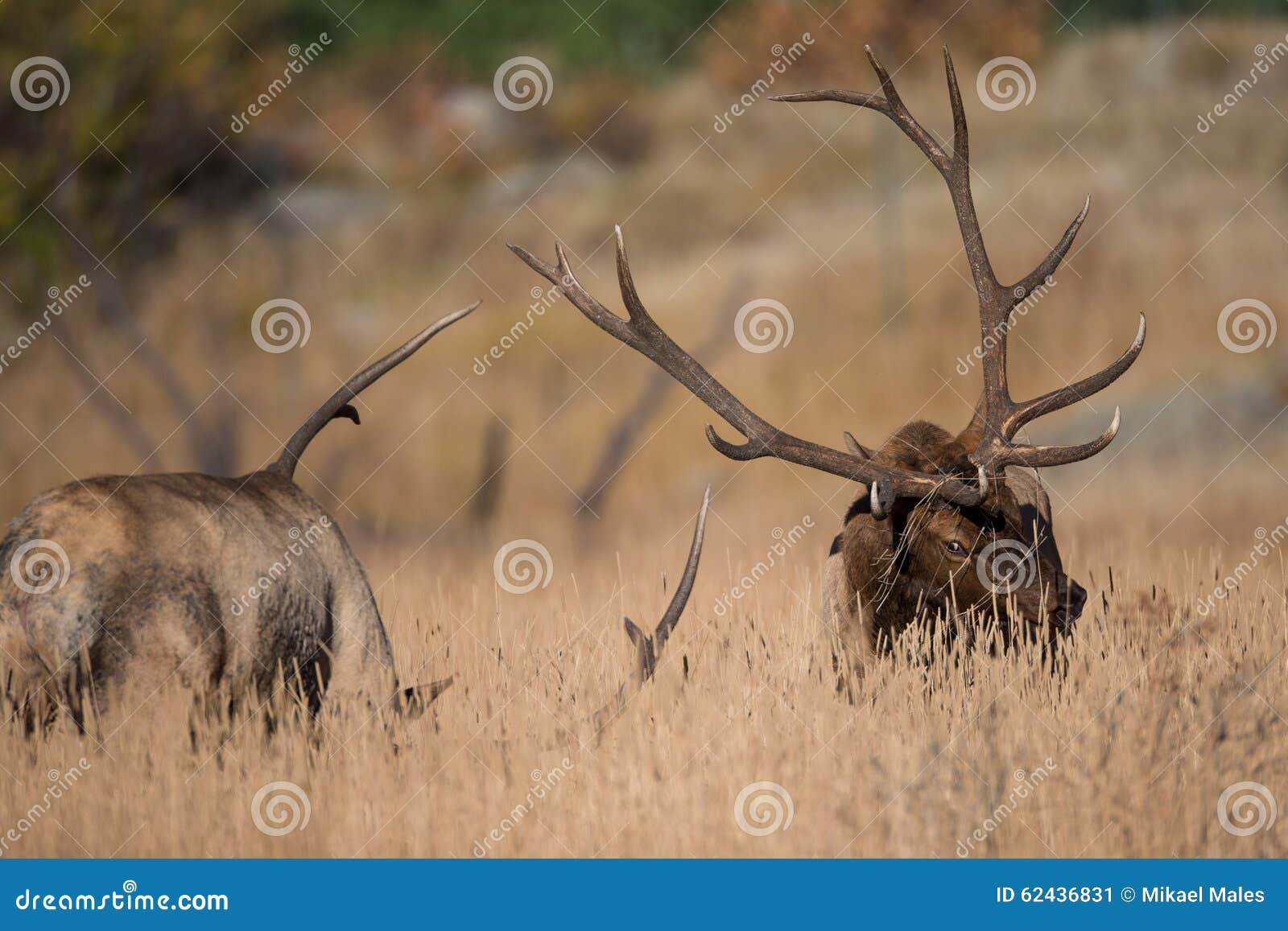 The challenge is on stock image. Image of crockett, bugeling - 62436831