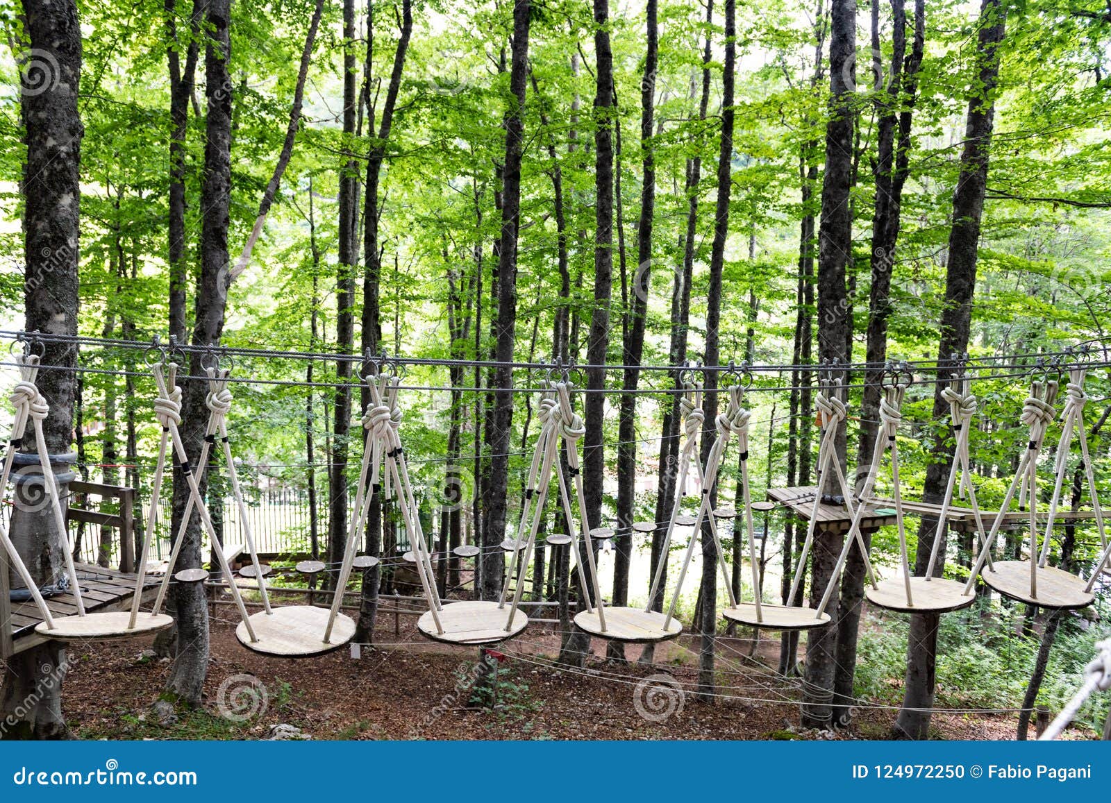 Challenging Path in Adventure Forest Stock Photo - Image of forest ...