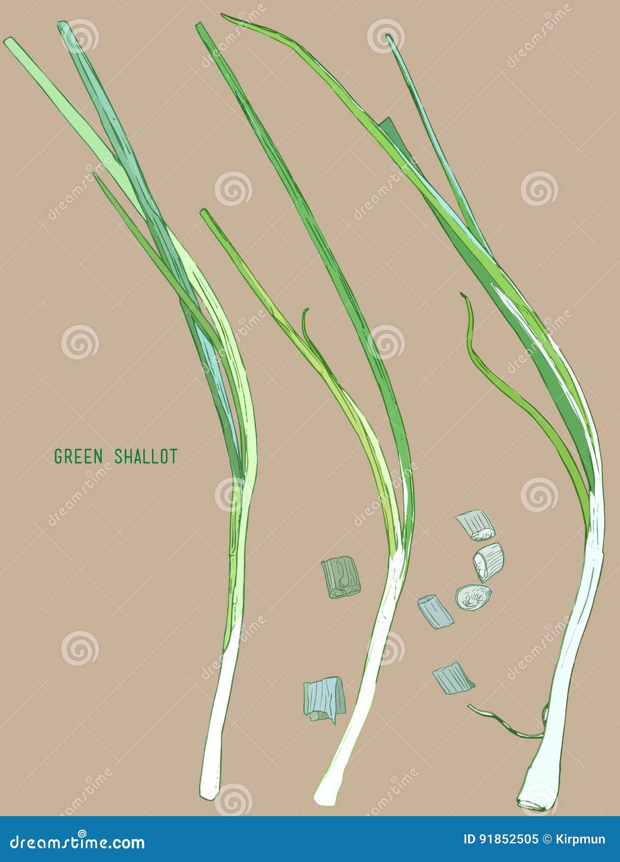 Chalote verde ilustración del vector. Ilustración de cosecha - 91852505