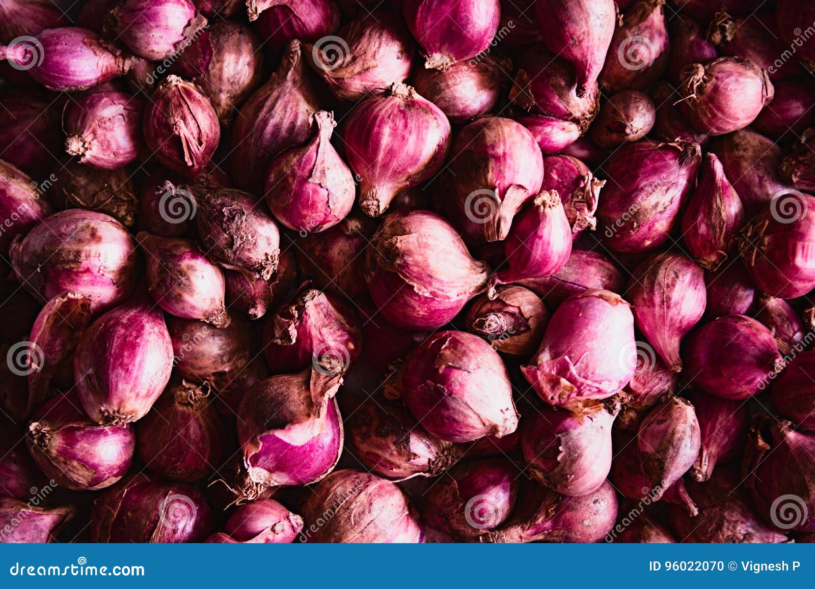 Chalotes foto de archivo. Imagen de fresco, picante, sano - 96022070