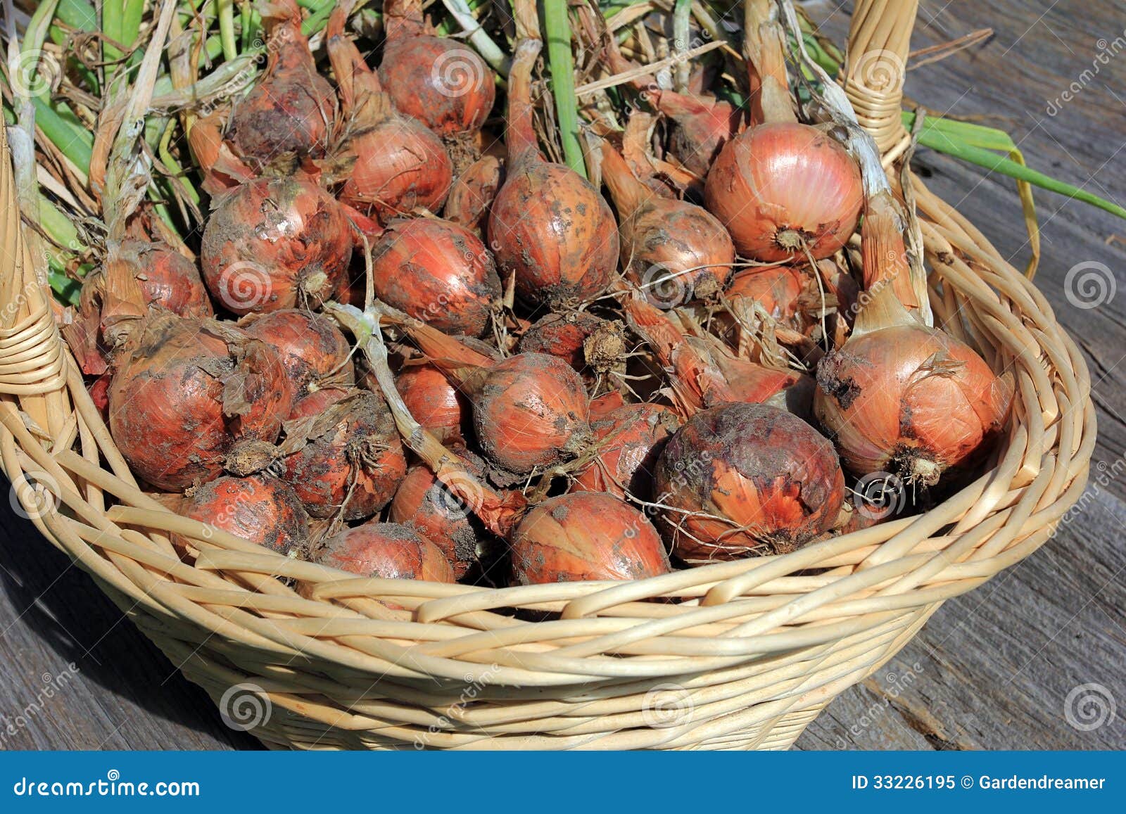 Chalotes frescos imagen de archivo. Imagen de bulbos - 33226195