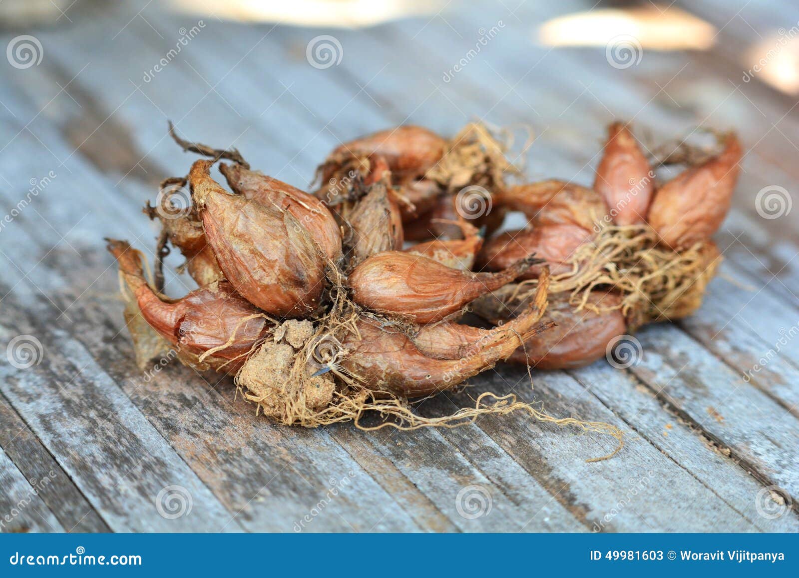 Chalotes secos imagen de archivo. Imagen de rojo, seco - 49981603