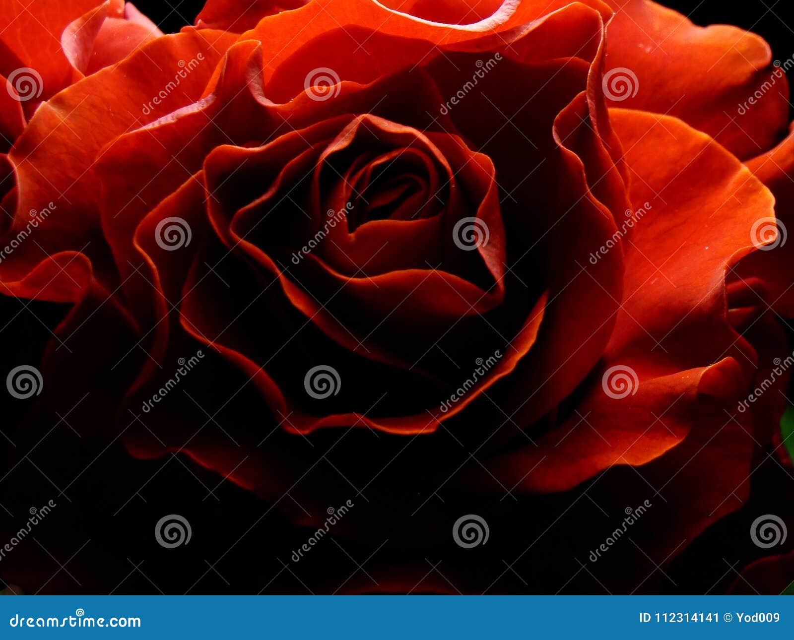 A chama da rosa imagem de stock. Imagem de incêndio - 112314141