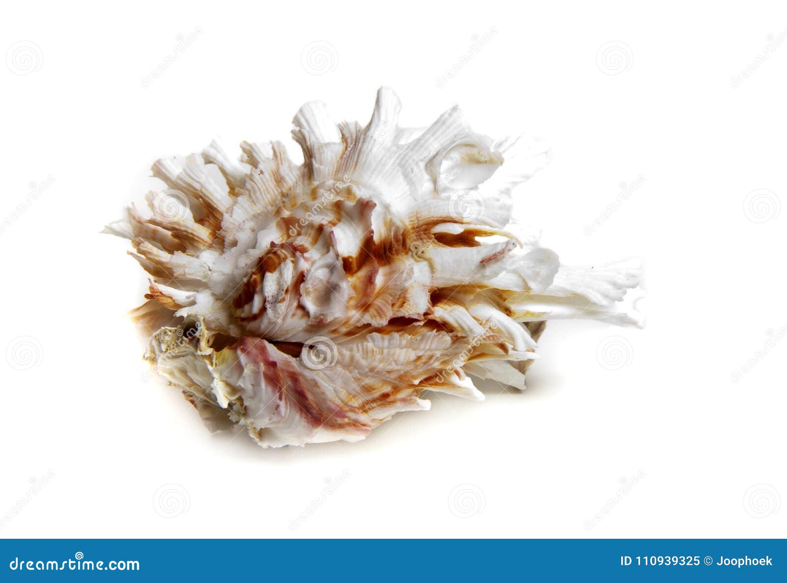 Chama Lazarus Stock Photos - Free & Royalty-Free Stock Photos from ...