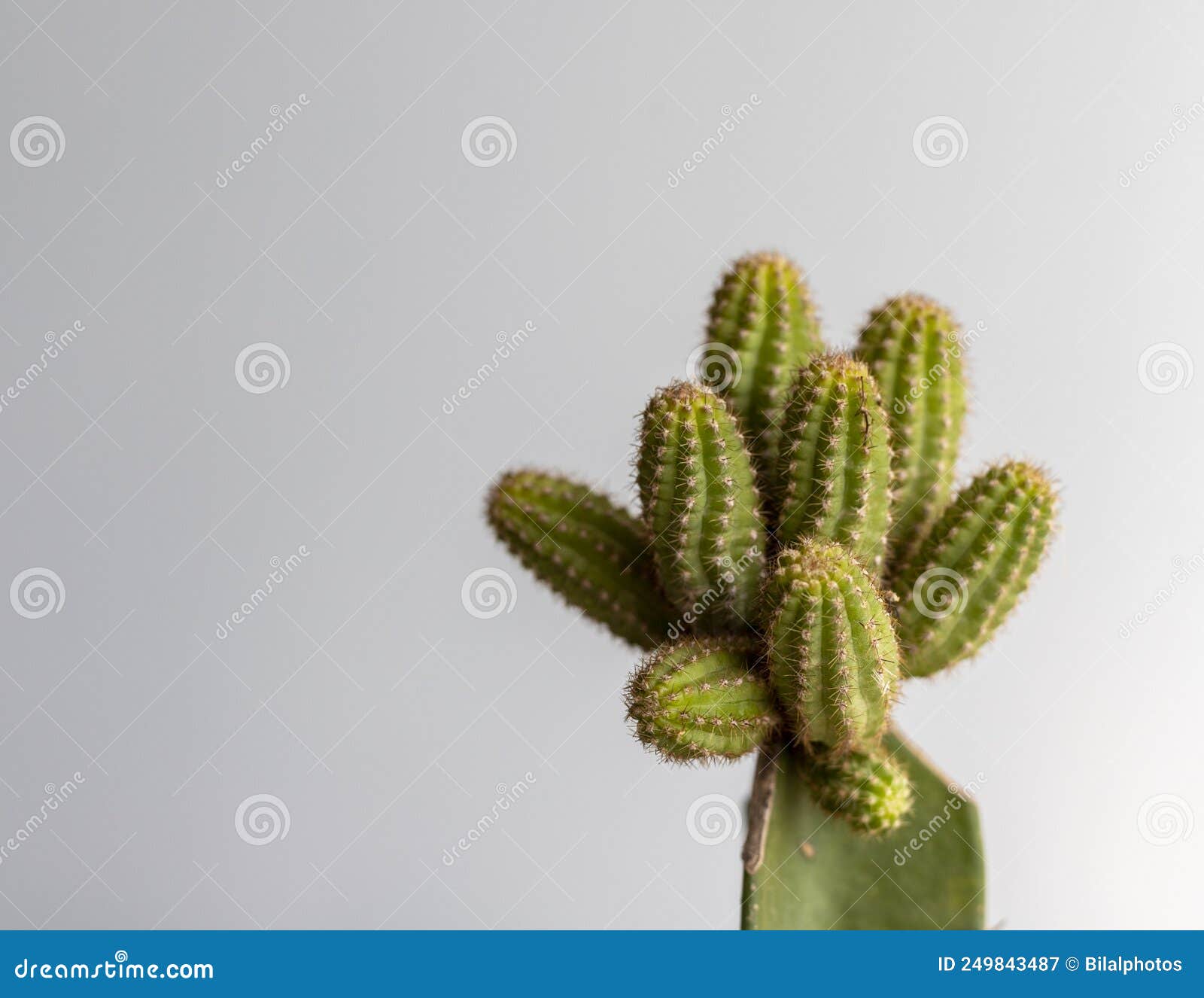 Chamaecereus Echinopsis Grafted Cactus Head View Stock Image - Image of ...