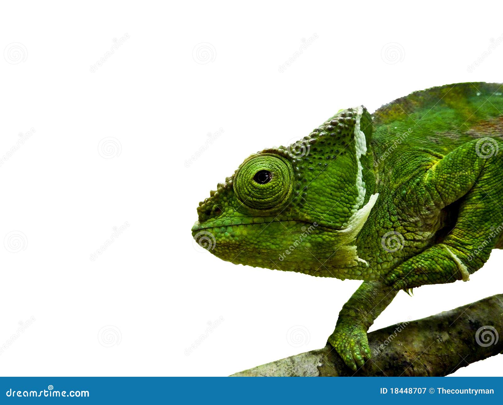 Chamaeleon stockbild. Bild von farbe, tarnung, exotisch - 18448707