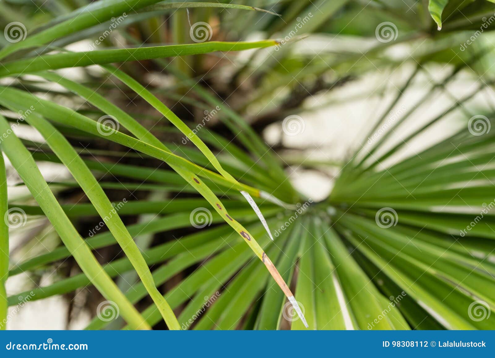 Chamaerops Humilis Palm Leaf Close Up Stock Photo - Image of cheerful ...