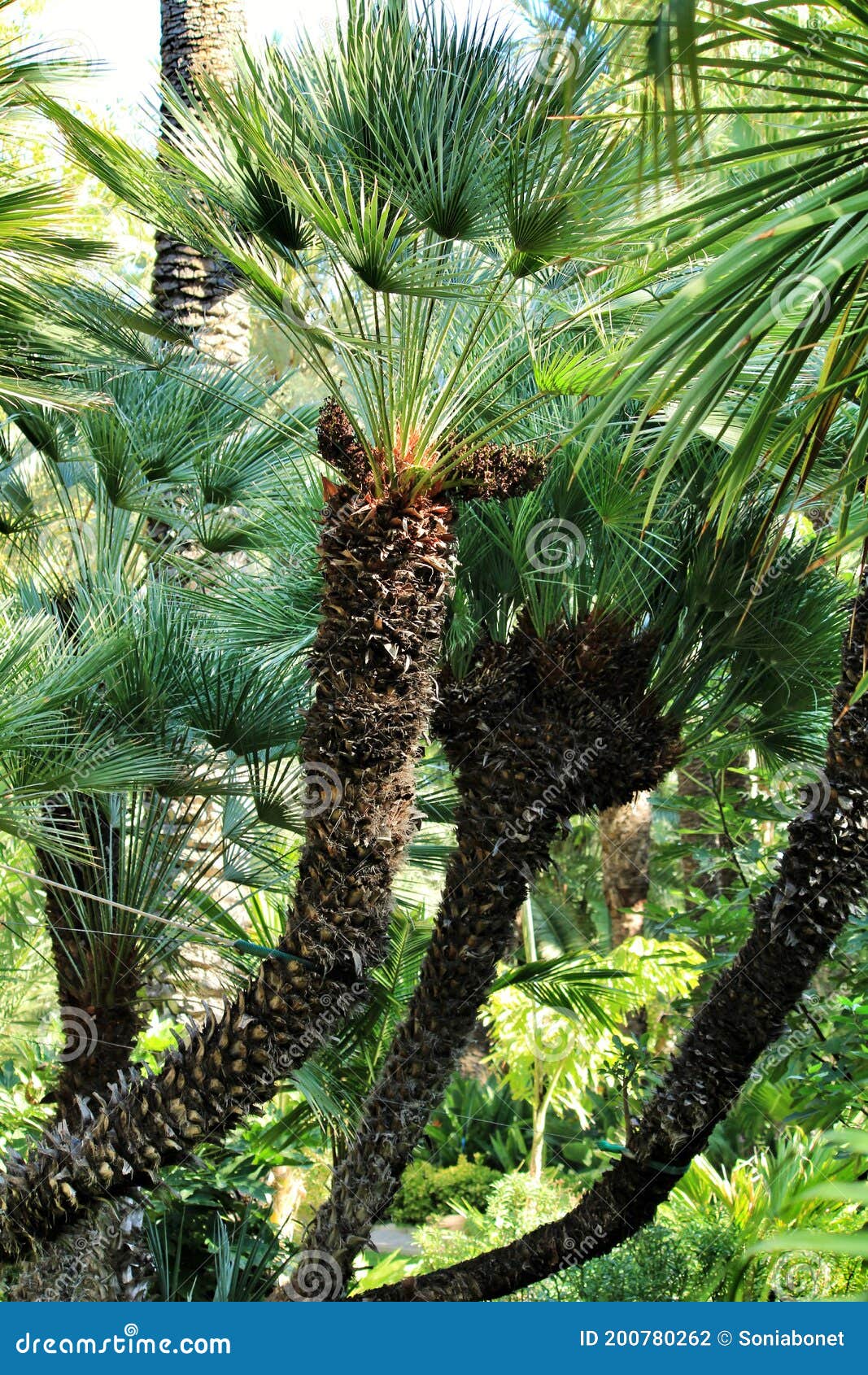 Chamaerops Humilis Palm Tree in the Garden Stock Photo - Image of palm ...