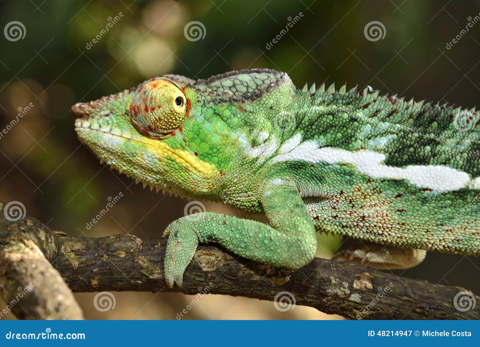 Chamaleon stock image. Image of chamaleon, reptile, wildlife - 48214947
