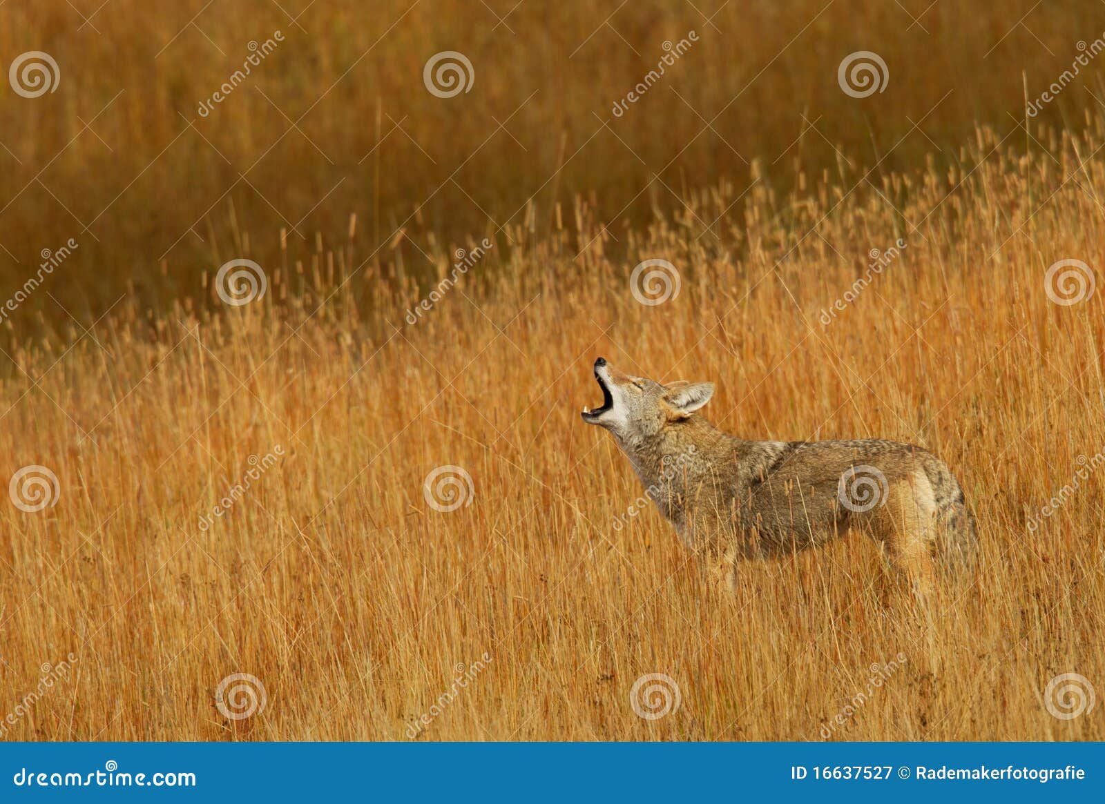 Chamando o chacal imagem de stock. Imagem de prado, preto - 16637527