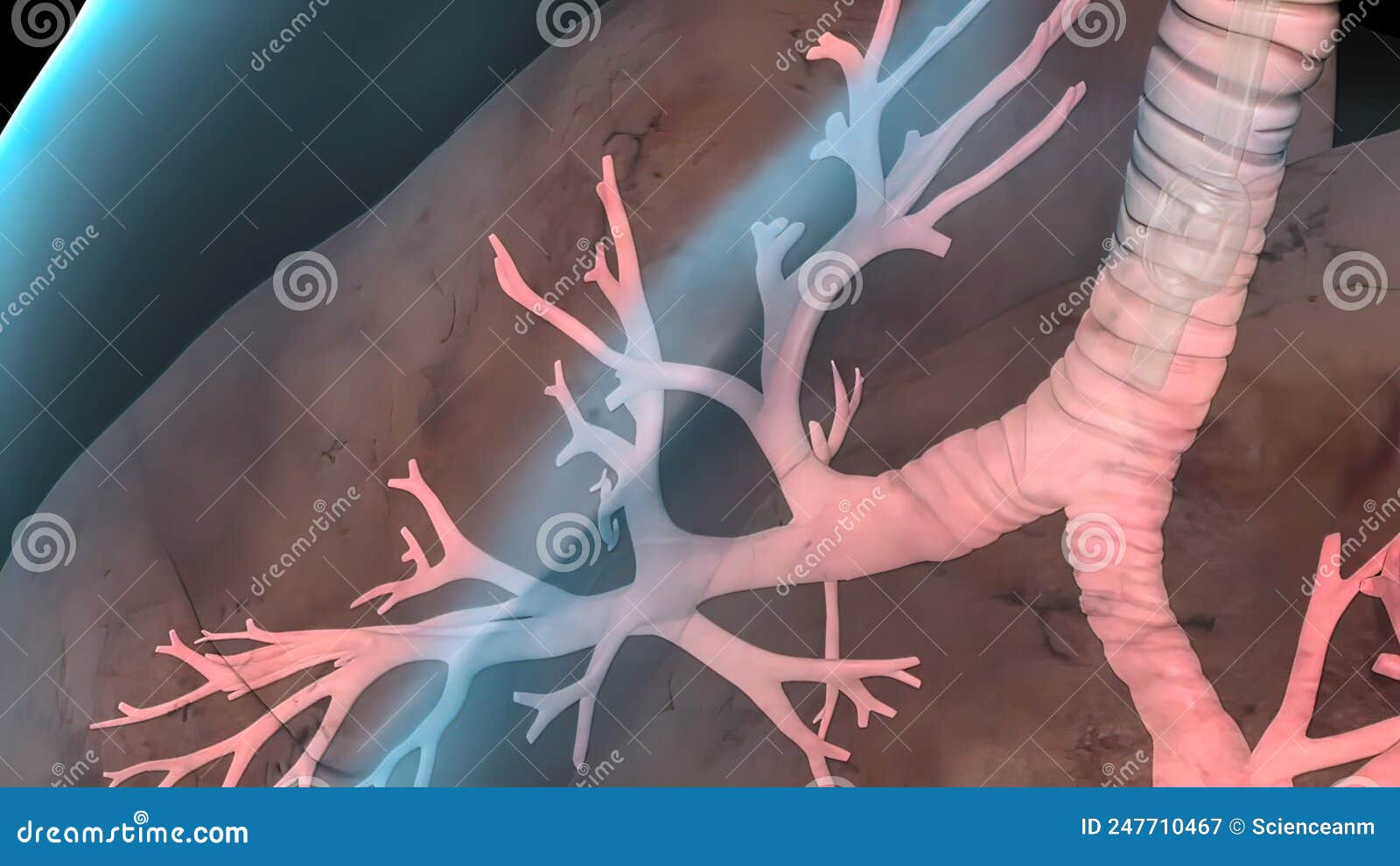 Chamber Alveoli of the Lungs Stock Illustration - Illustration of ...