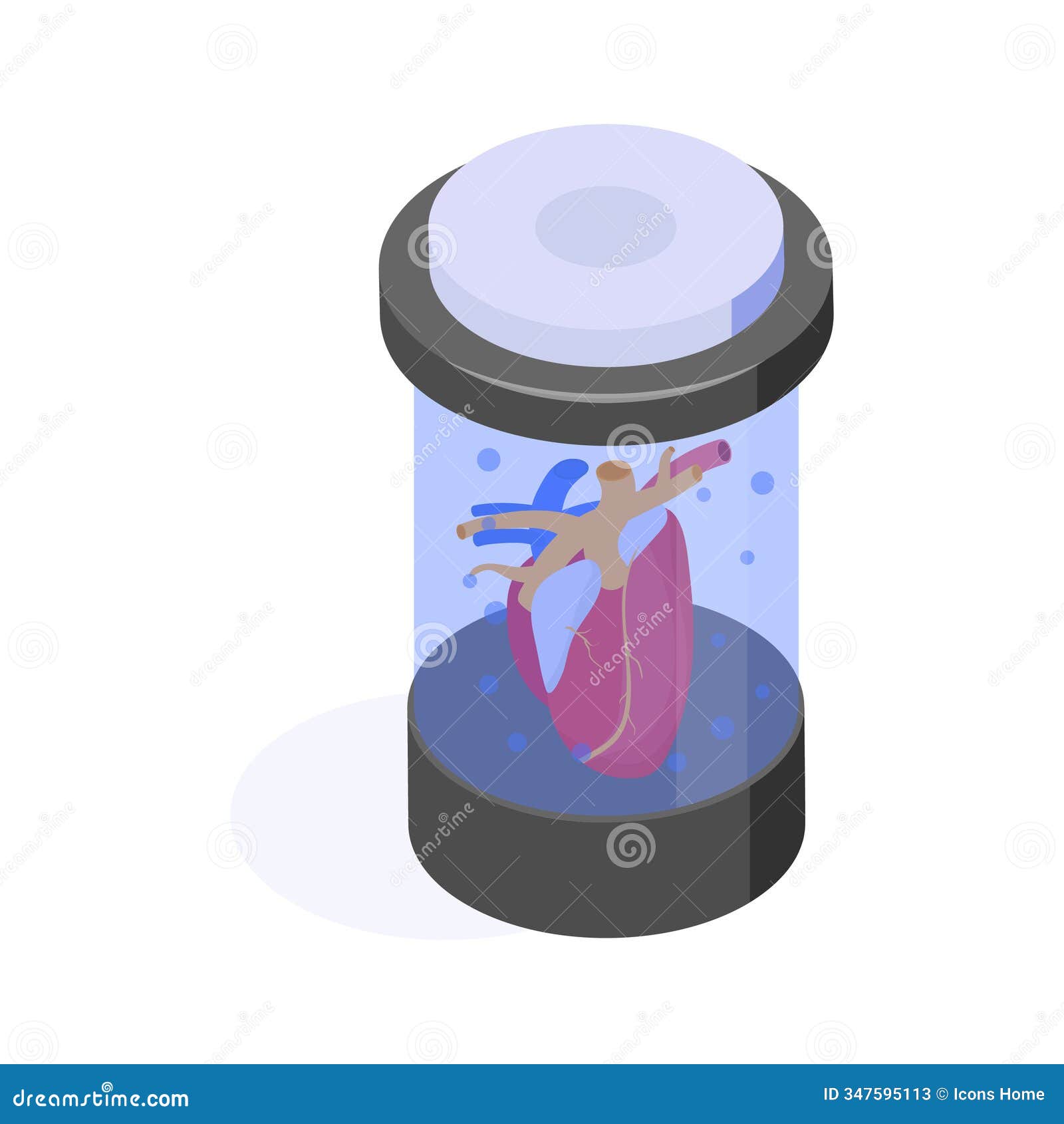 Two Chamber Heart Anatomy Isolated On White Background Infographic ...