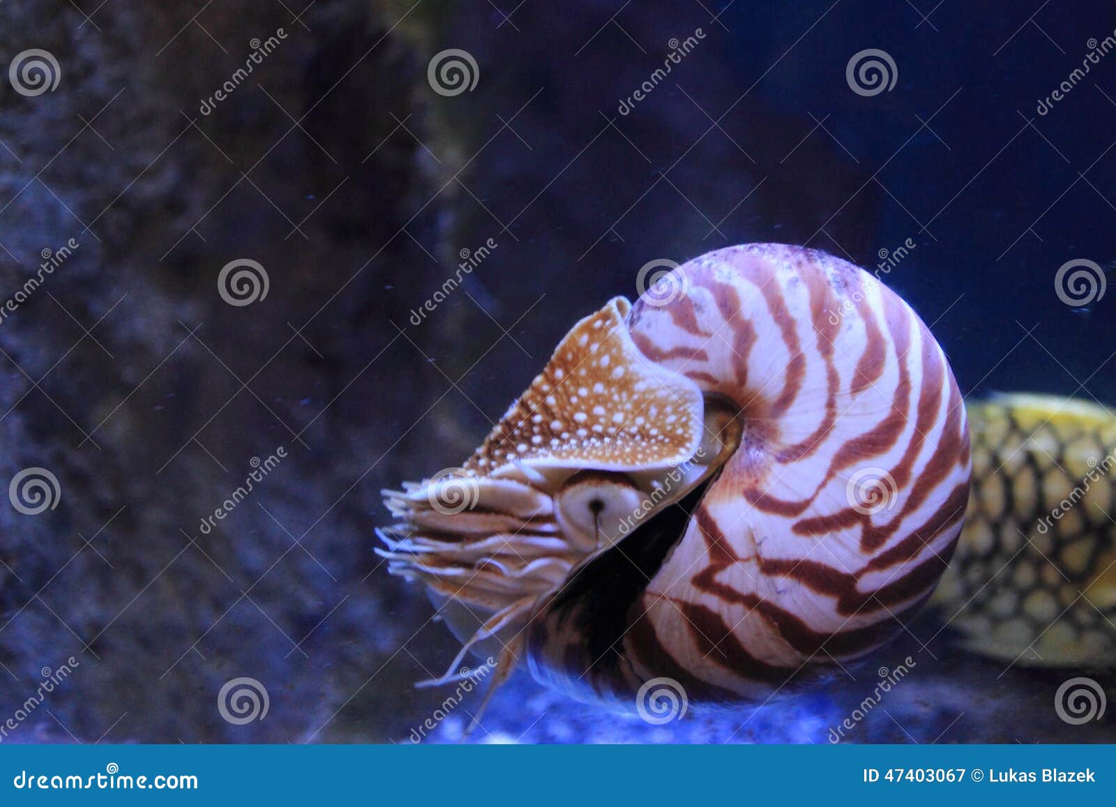 Chambered nautilus stock image. Image of chambered, shell - 47403067