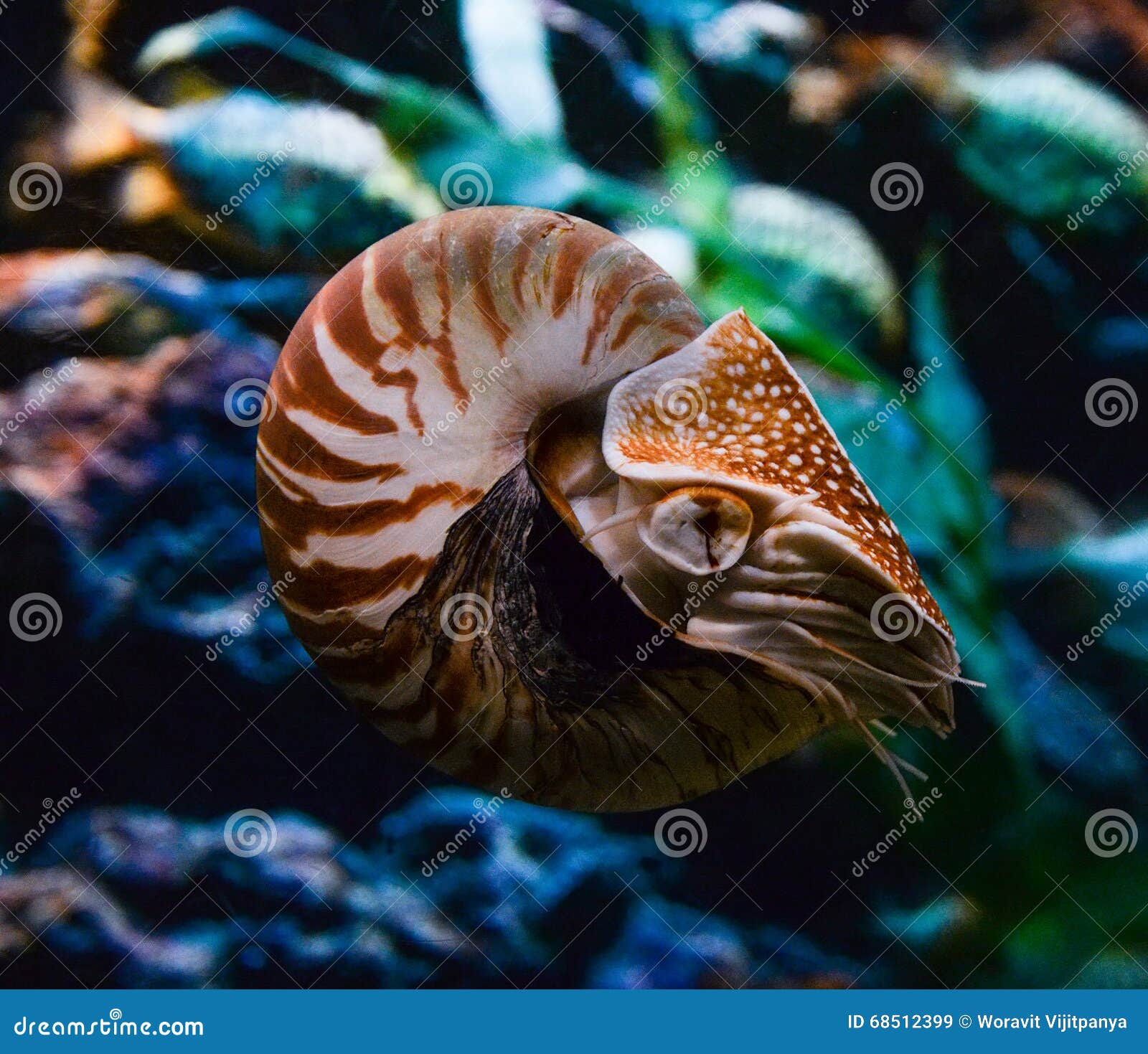 Chambered Nautilus stock image. Image of ocean, tentacles - 68512399