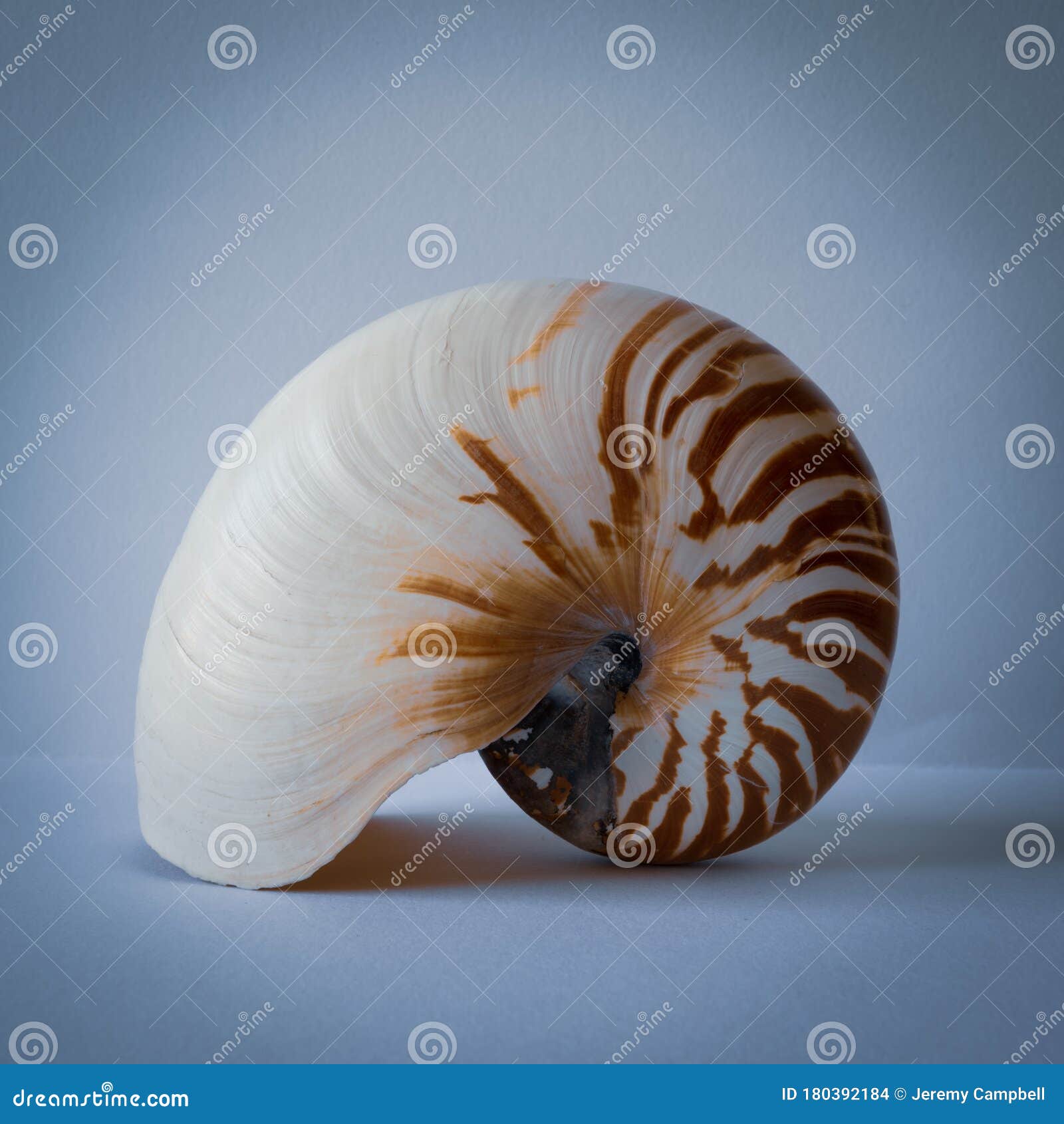 Chambered Nautilus Shell stock photo. Image of indopacific - 180392184