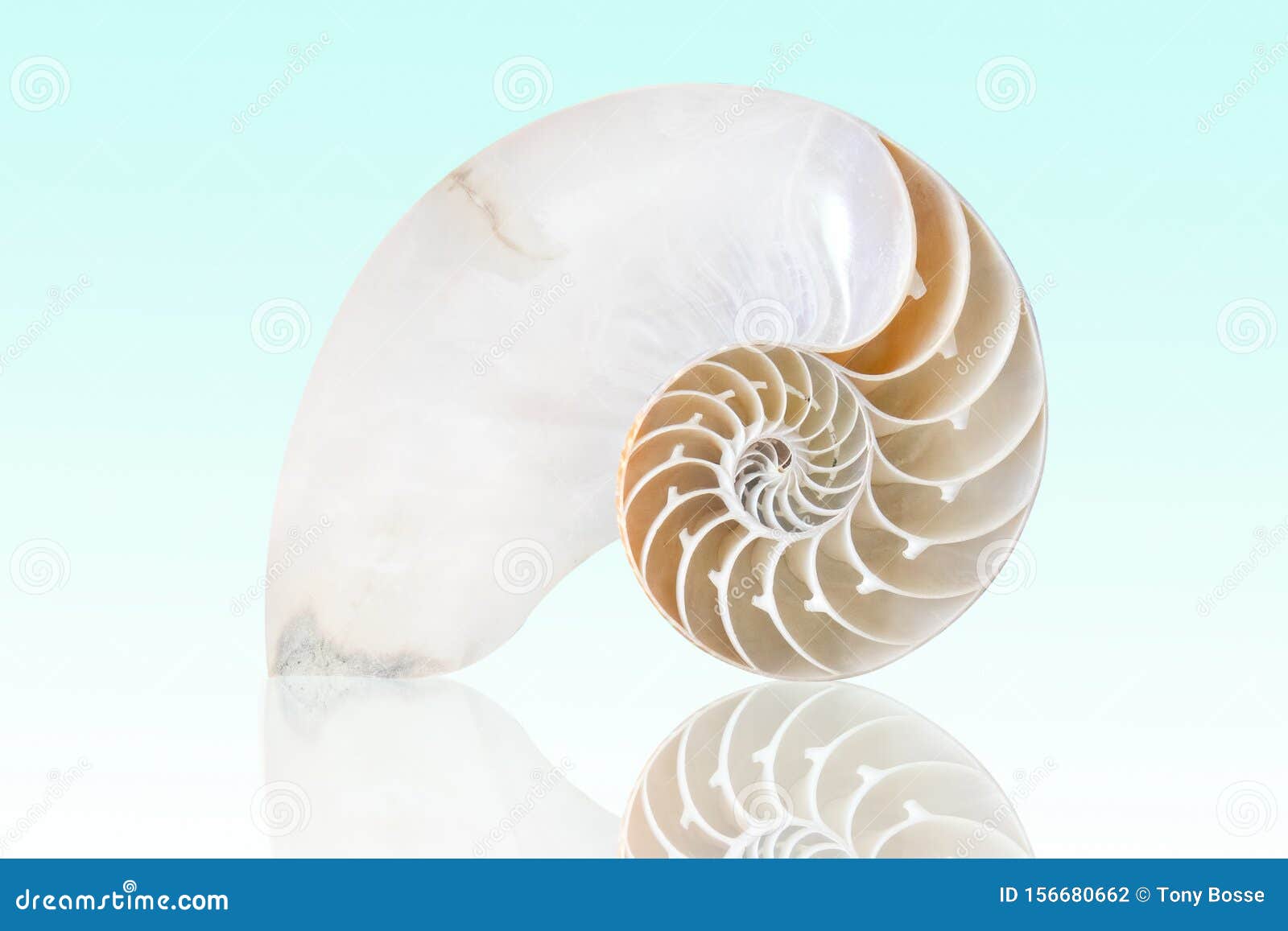 Chambered Nautilus stock photo. Image of oceanic, caribbean - 156680662