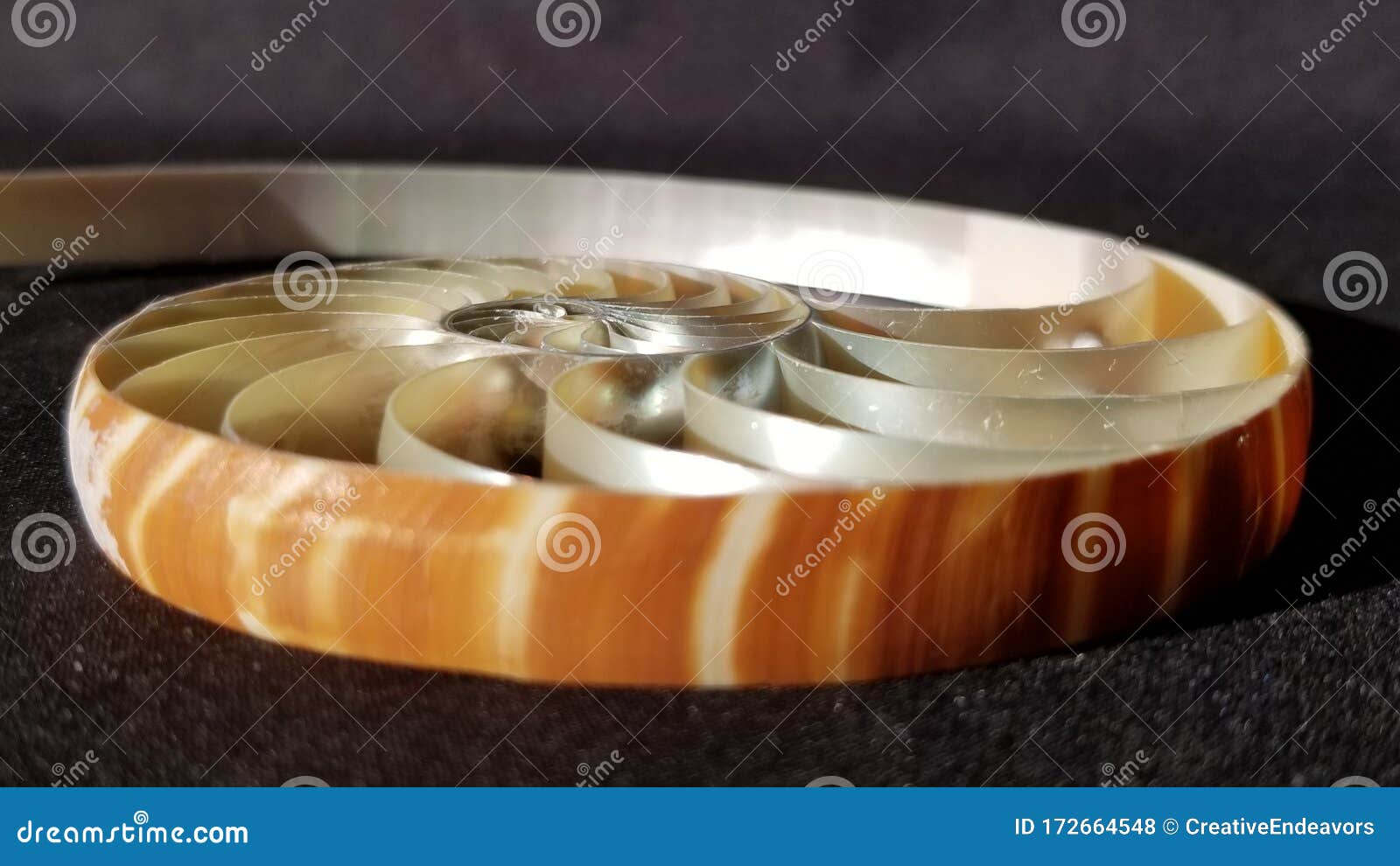 Chambered Nautilus Shell Section Isolated on Black Background Stock ...