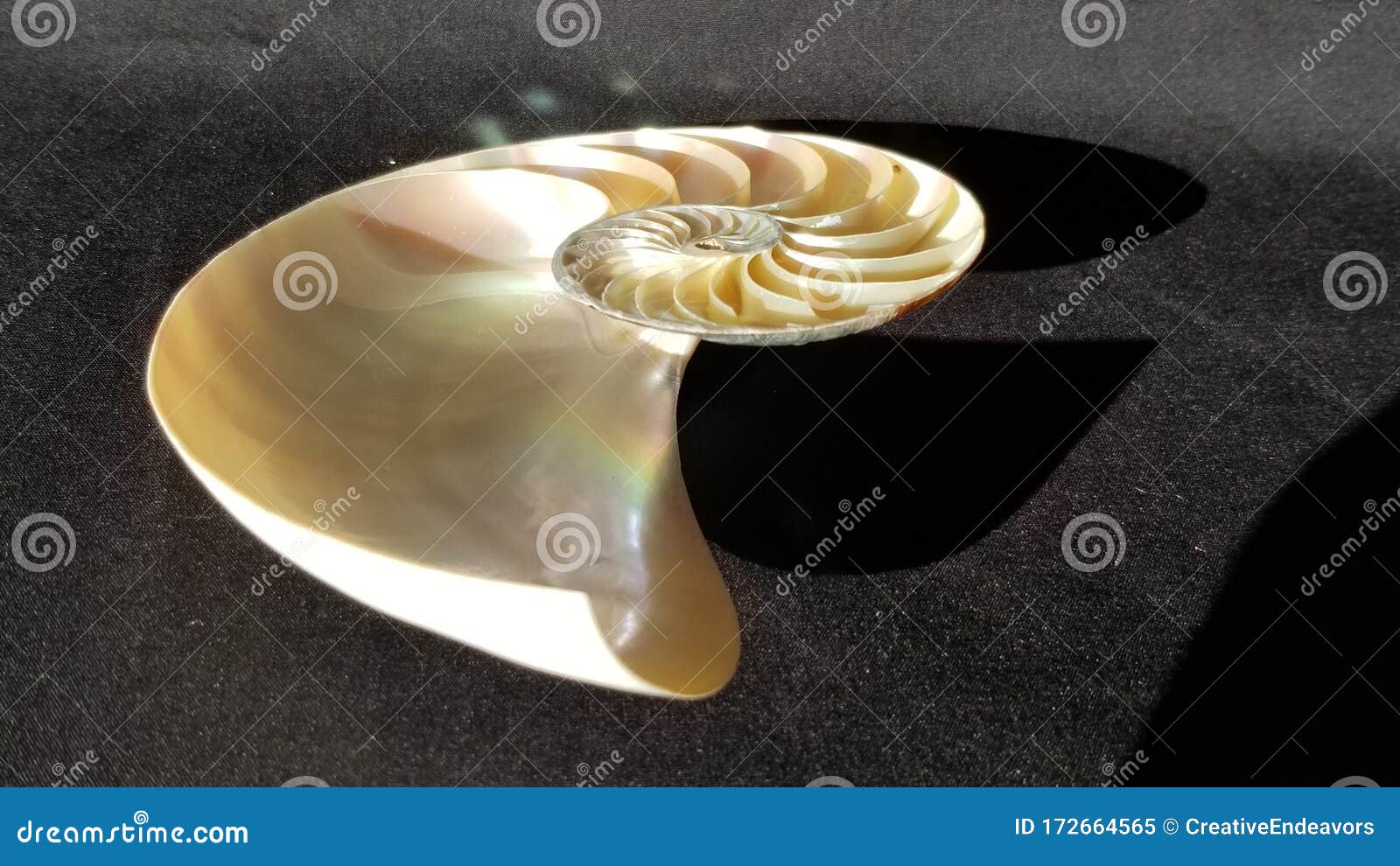 Chambered Nautilus Shell Section Isolated on Black Background Stock ...