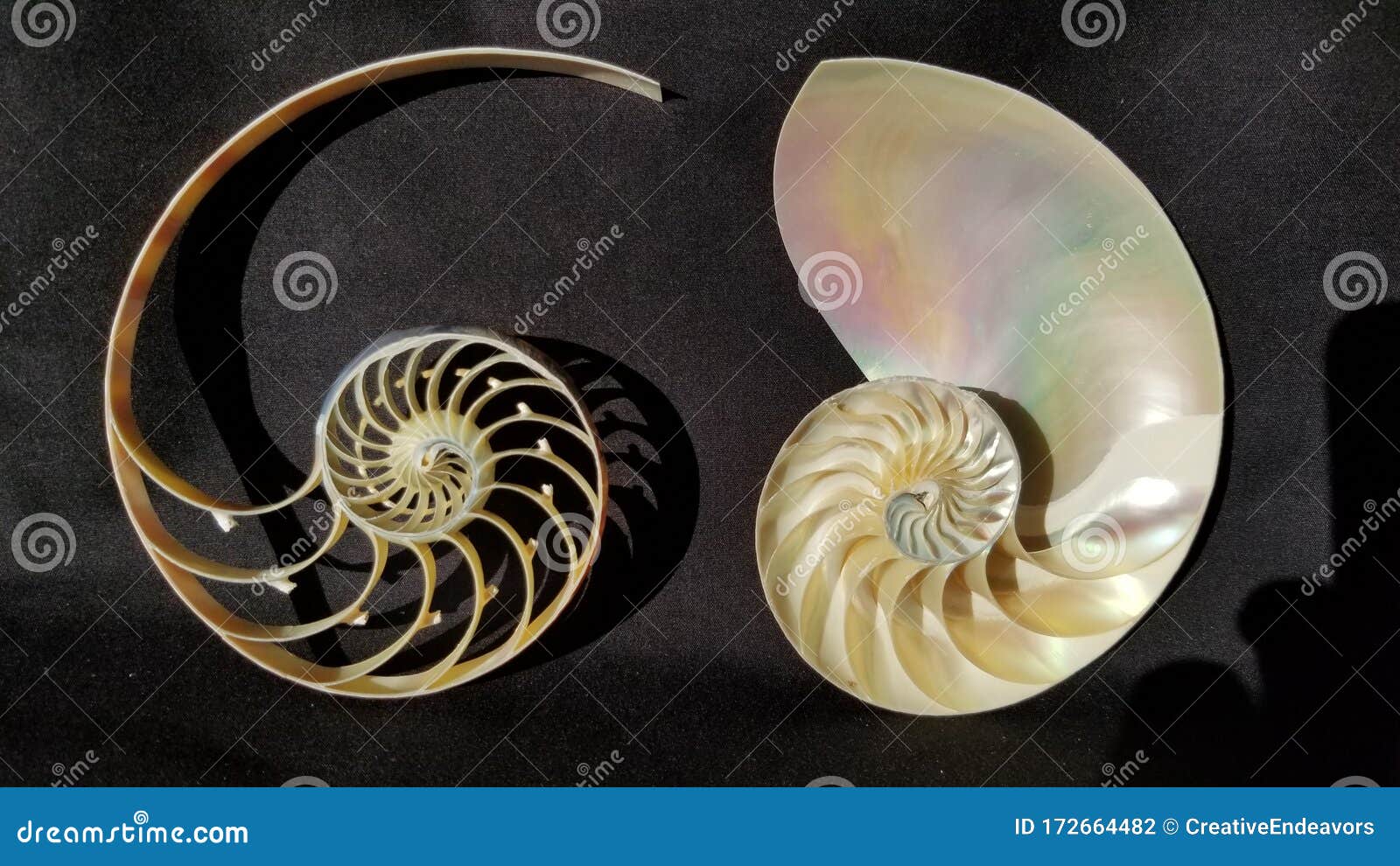 Chambered Nautilus Shell Sections Isolated on Black Background Stock ...