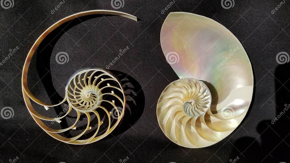 Chambered Nautilus Shell Sections Isolated on Black Background Stock ...
