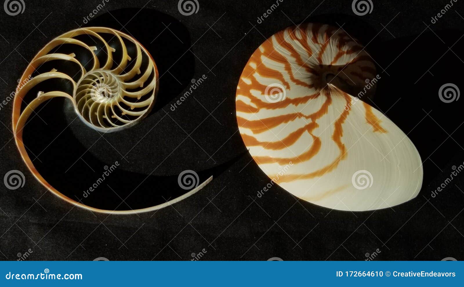 Chambered Nautilus Shell Sections Isolated on Black Background Stock ...