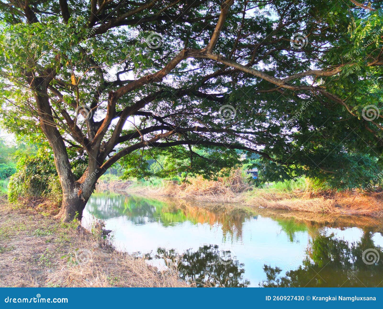 Chamchuri Tree by the Water Stock Photo - Image of wetland, shrub ...