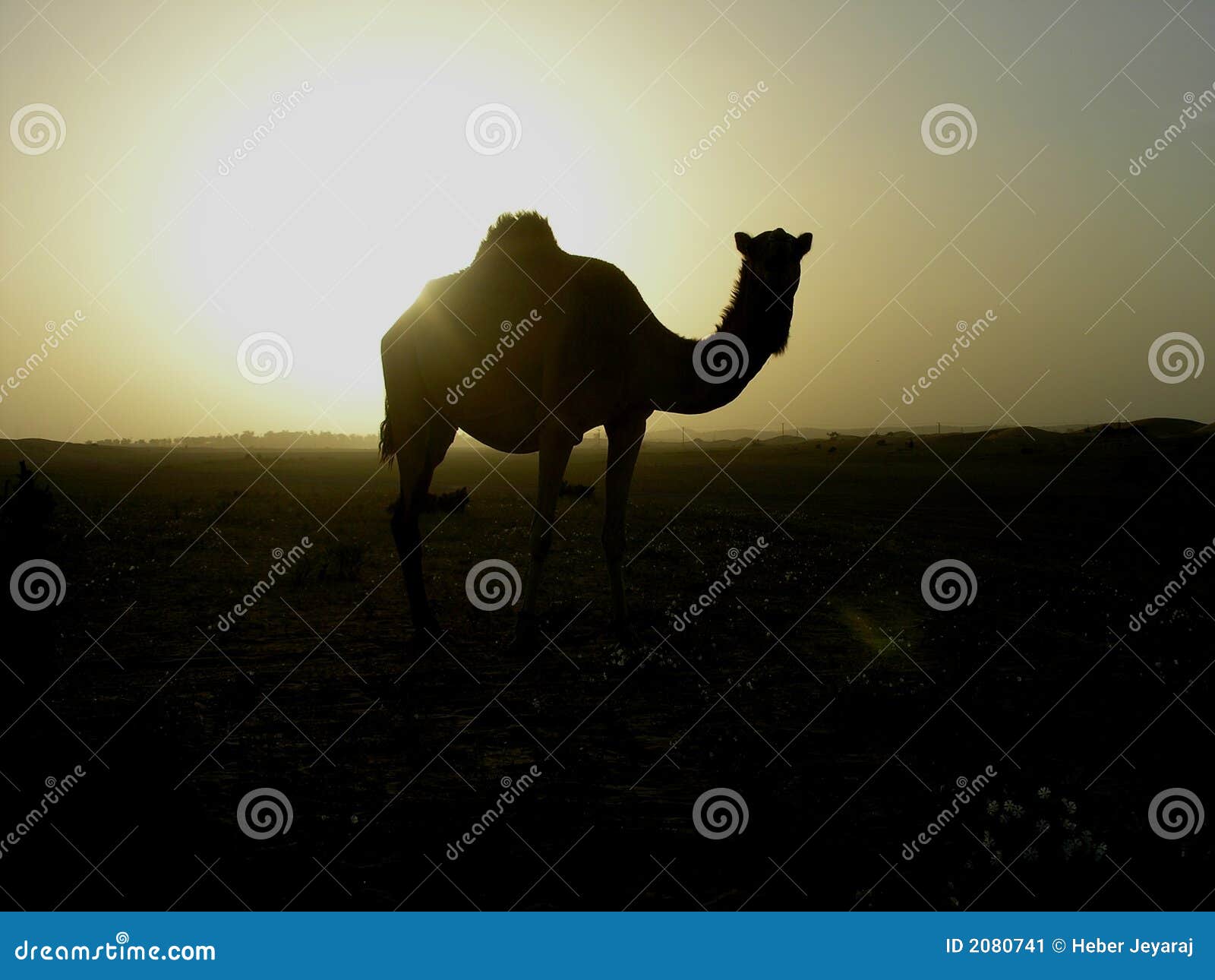 Chameau image stock. Image du chameau, faune, ferme, sunset - 2080741