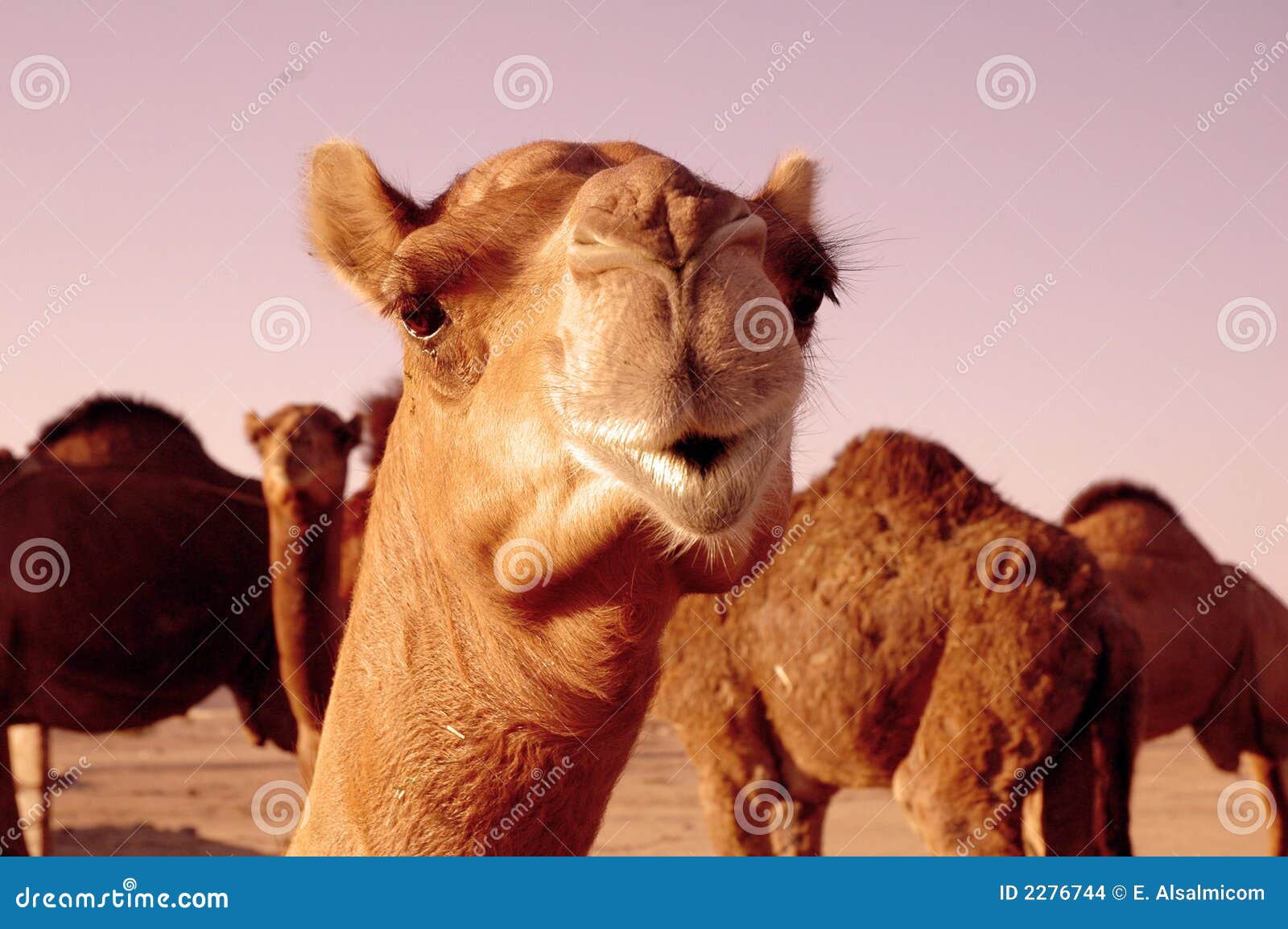 Chameau photo stock. Image du mammifères, fermes, chameau - 2276744