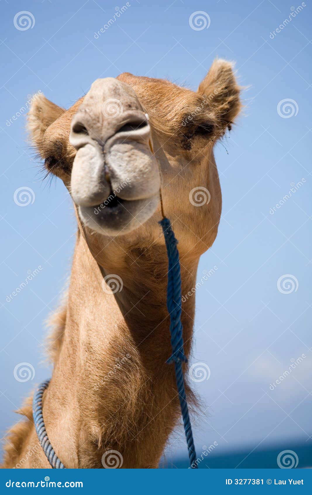 Chameau image stock. Image du sable, bétail, museau, animal - 3277381