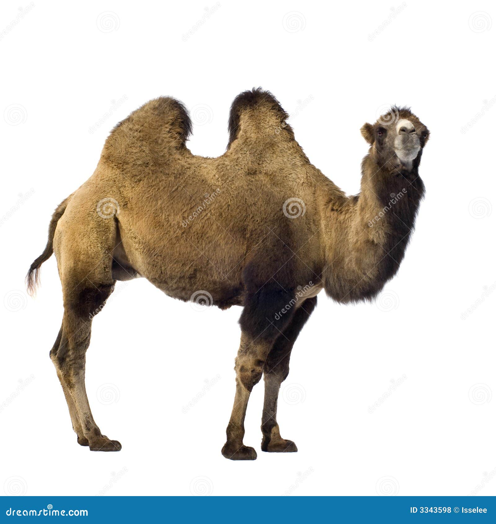 Chameau photo stock. Image du isolement, chameau, ongulé - 3343598