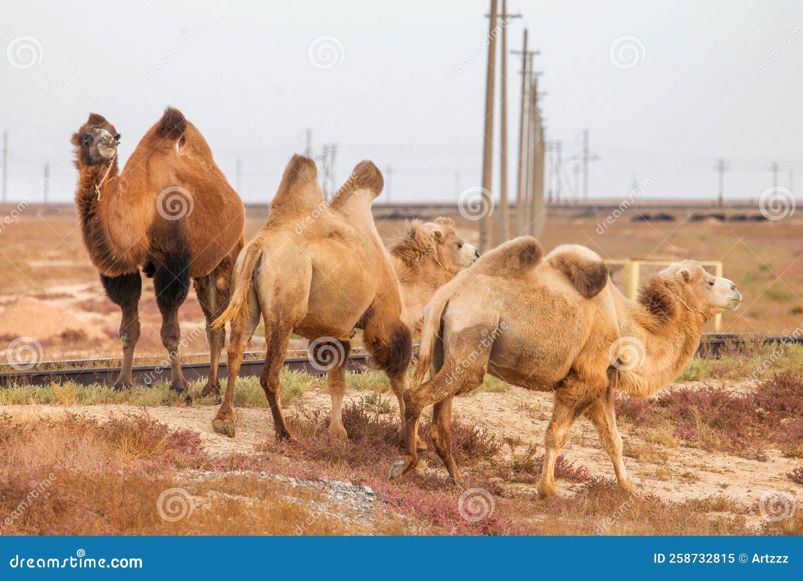 Chameau bactrien image stock. Image du animaux, agricole - 258732815