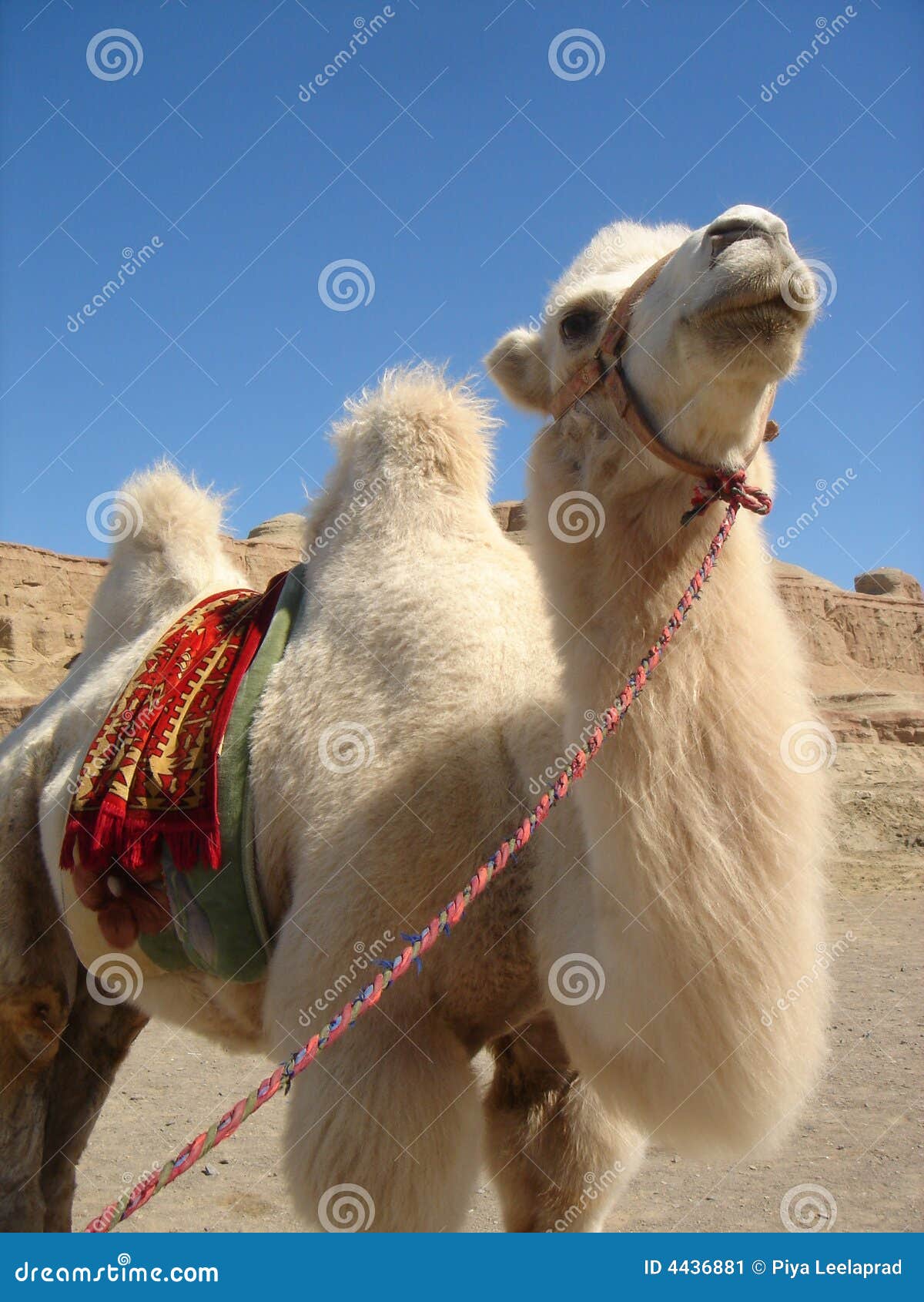 Chameau blanc image stock. Image du exotique, transport - 4436881