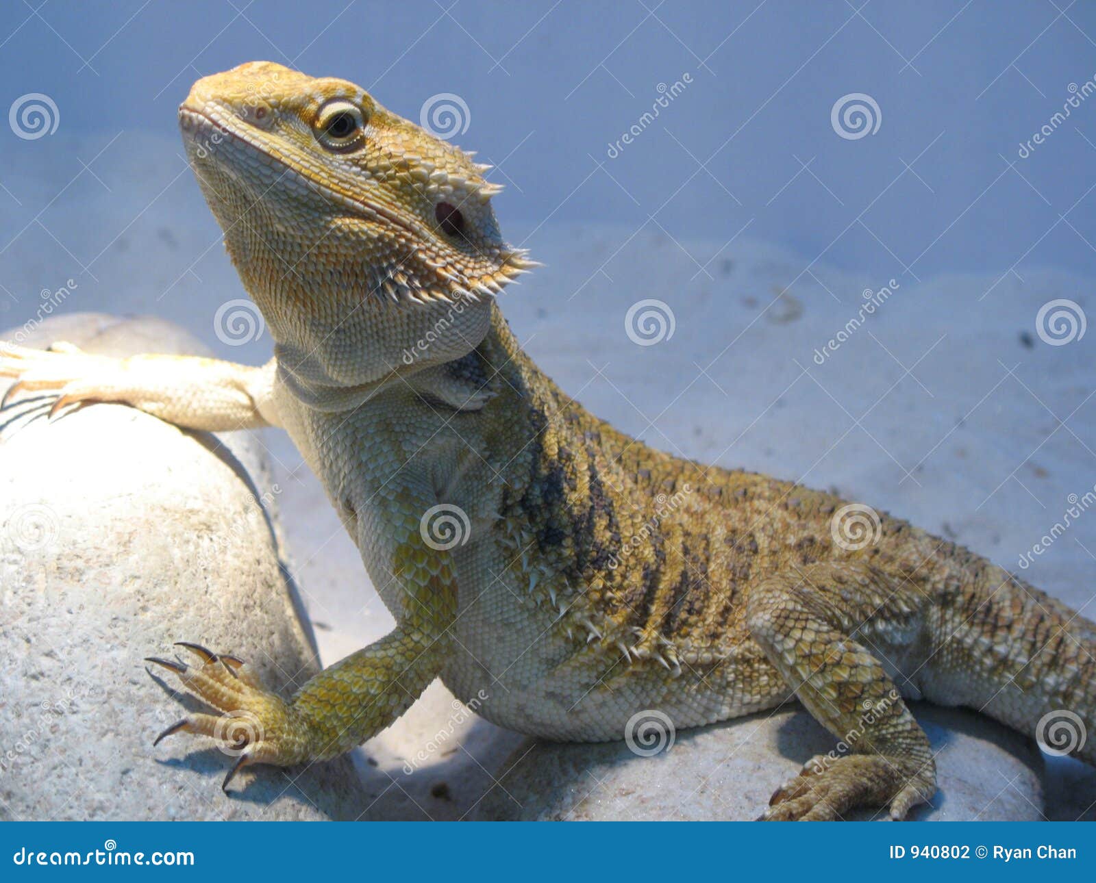 Chameleon 1 stock photo. Image of hong, gekkonidae, reptiles - 940802