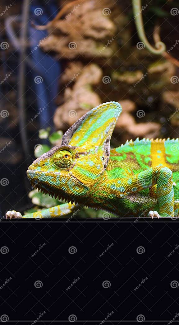 Chameleon stock photo. Image of tree, stand, peek, boxing - 11151068
