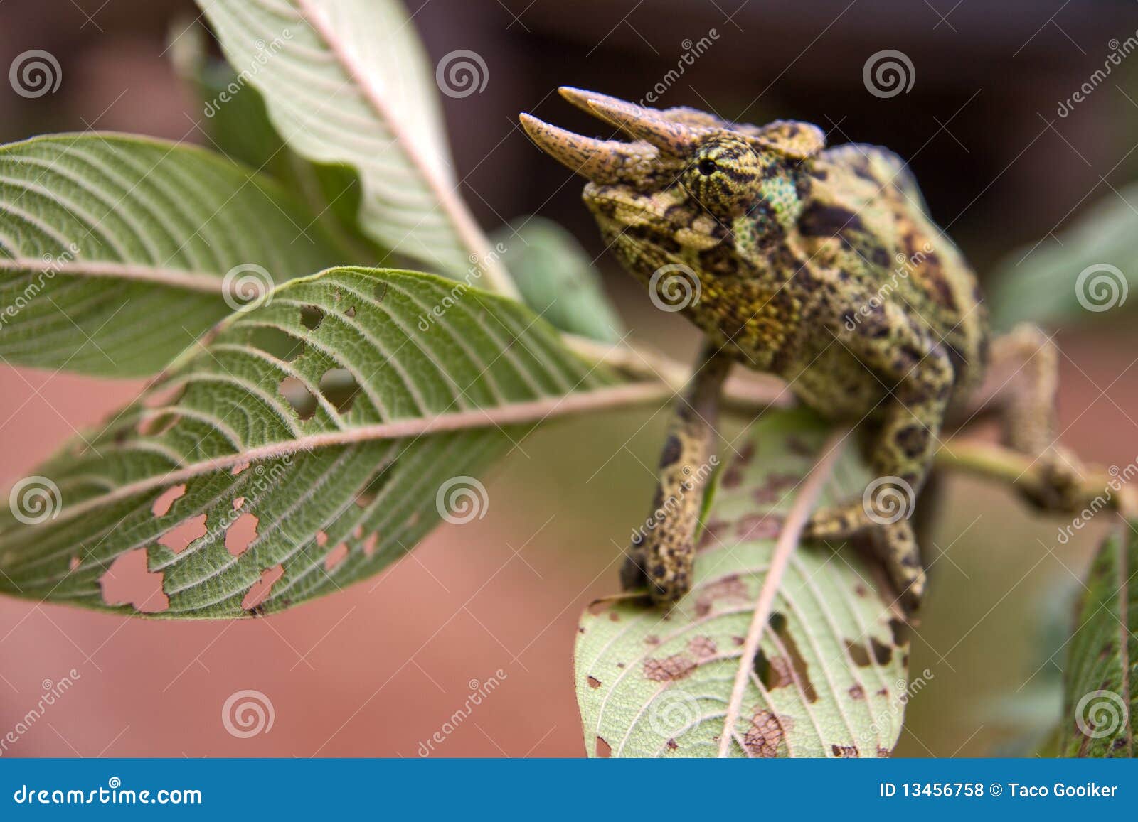 Chameleon stock photo. Image of uganda, bush, chameleon - 13456758