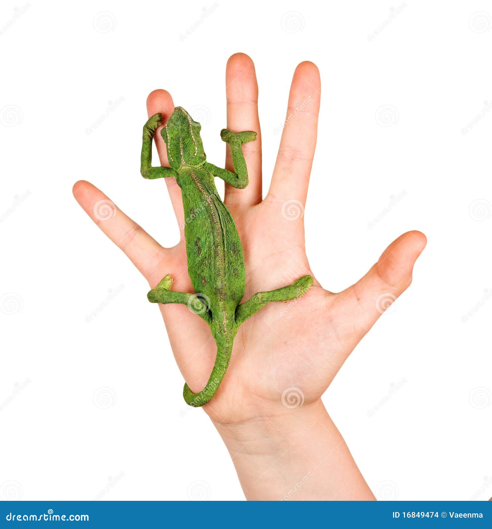 Chameleon stock photo. Image of reptilia, finger, closeup - 16849474