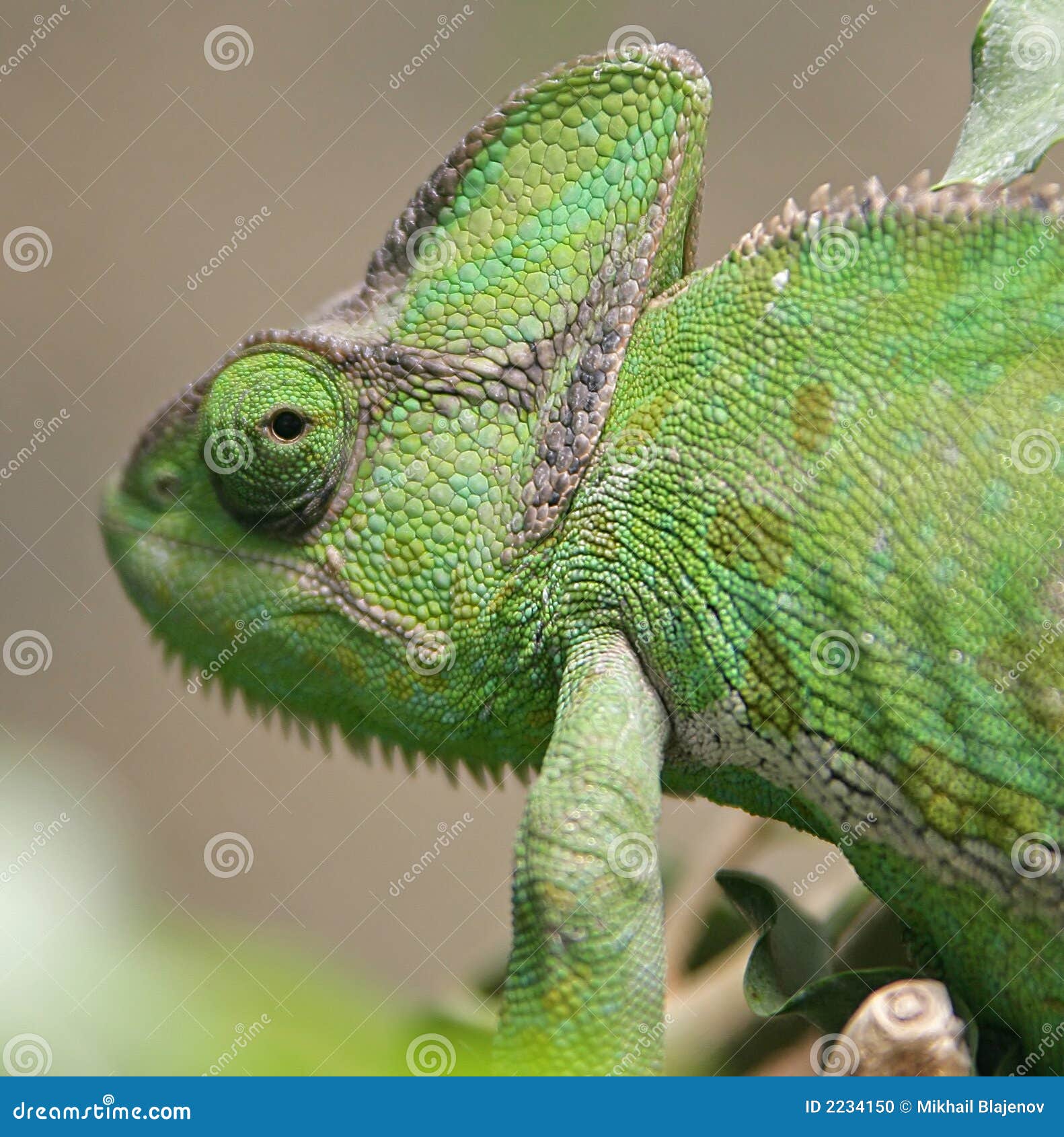 Chameleon 2 stock photo. Image of poikilotherm, ecology - 2234150