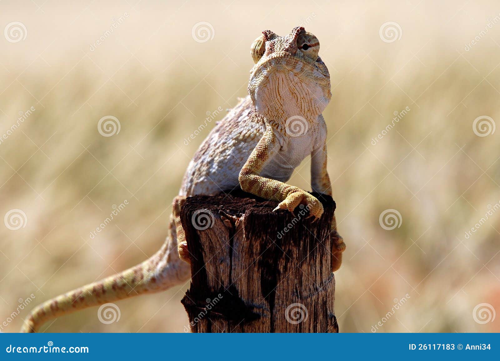 Fence Tiras Stock Photos - Free & Royalty-Free Stock Photos from Dreamstime