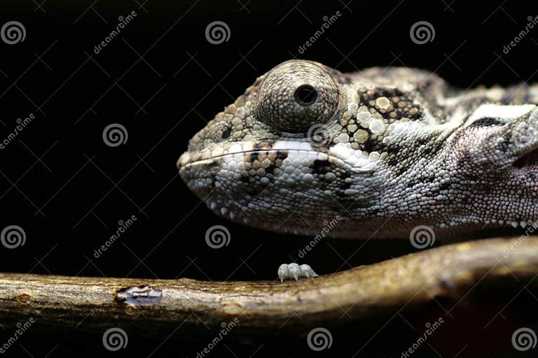 Chameleon stock image. Image of blue, horns, color, gods - 4719917