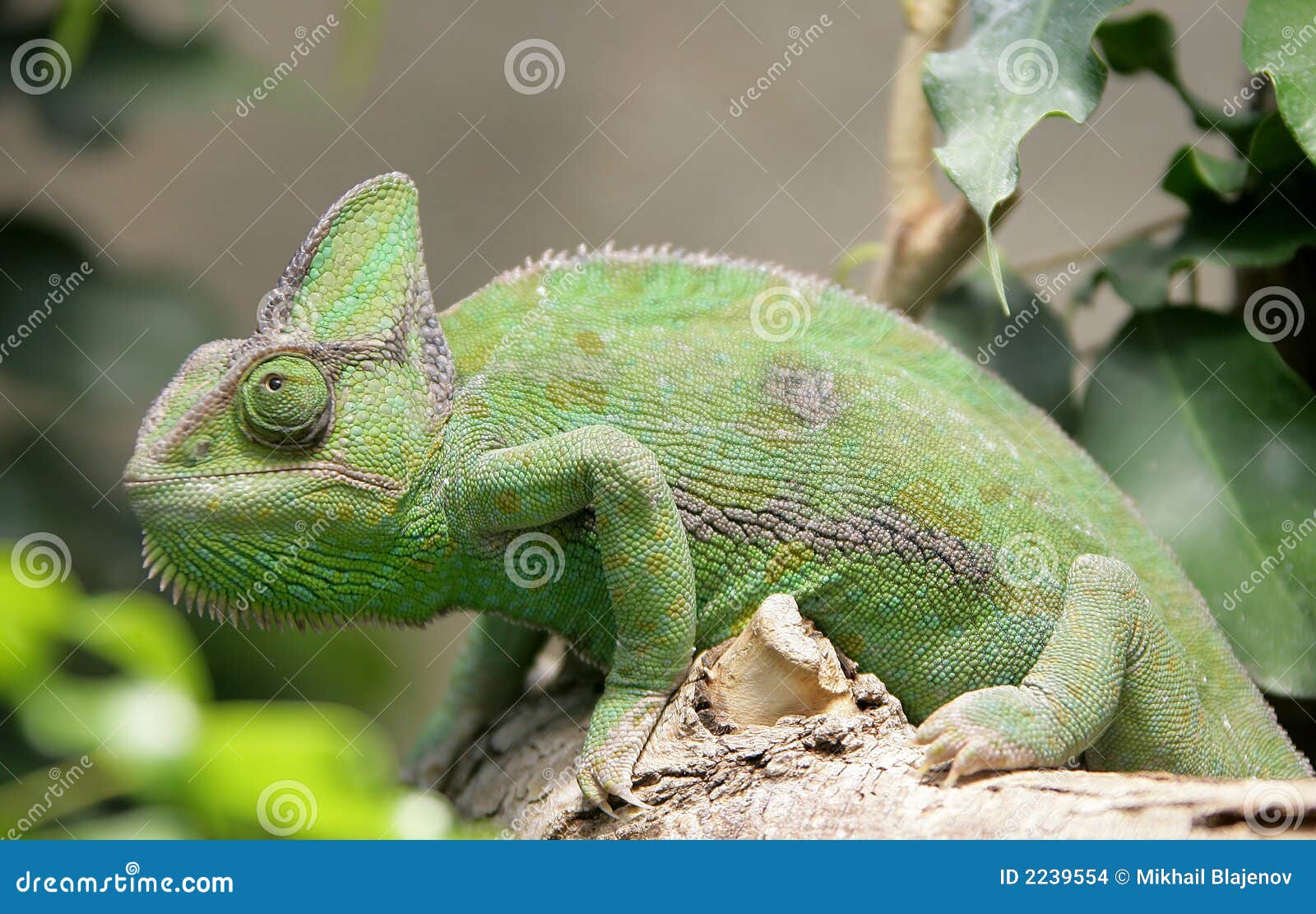 Chameleon 5 stock photo. Image of claw, helmeted, reptile - 2239554