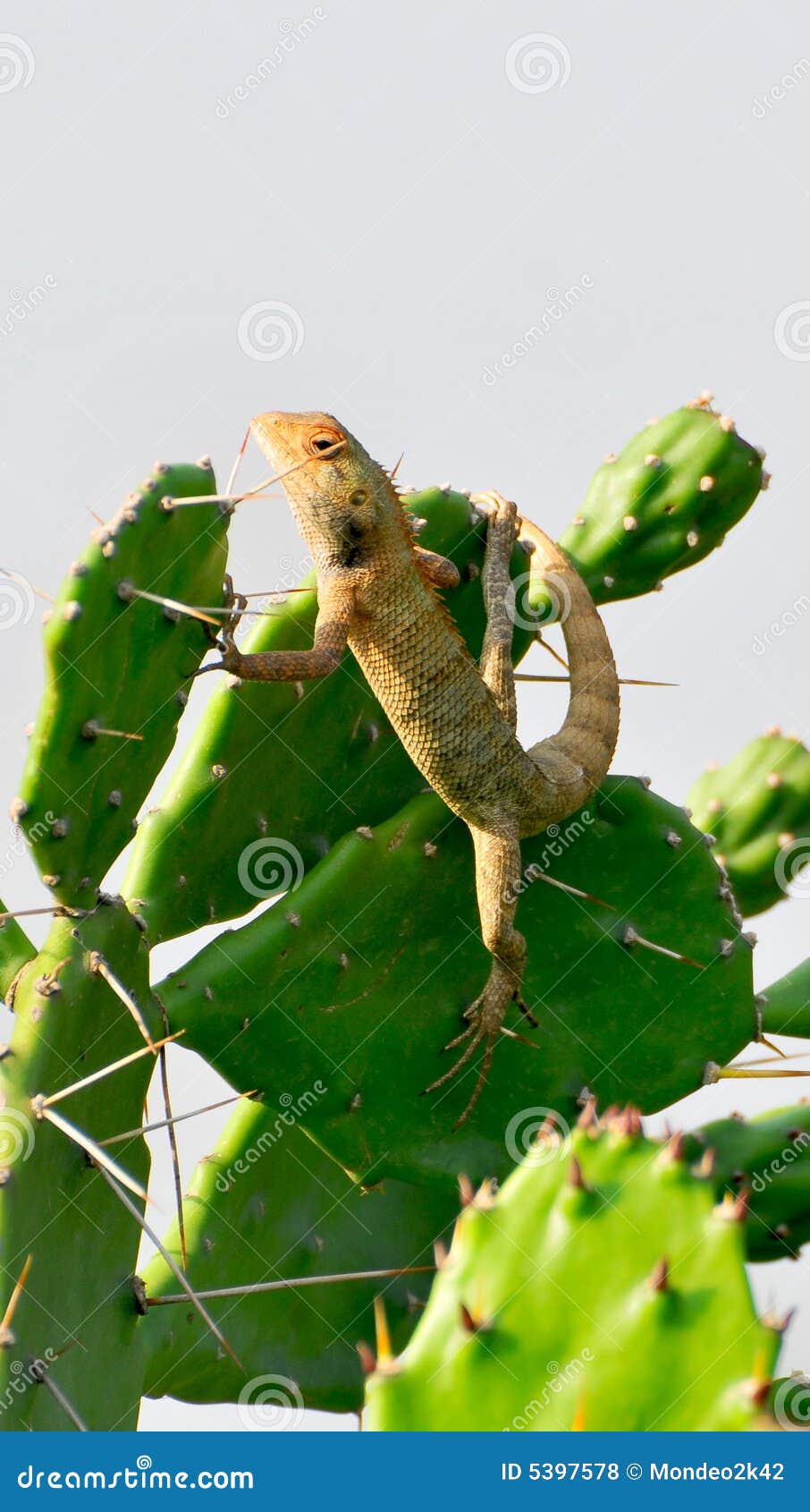 Chameleon stock photo. Image of macro, lizard, blossom - 5397578