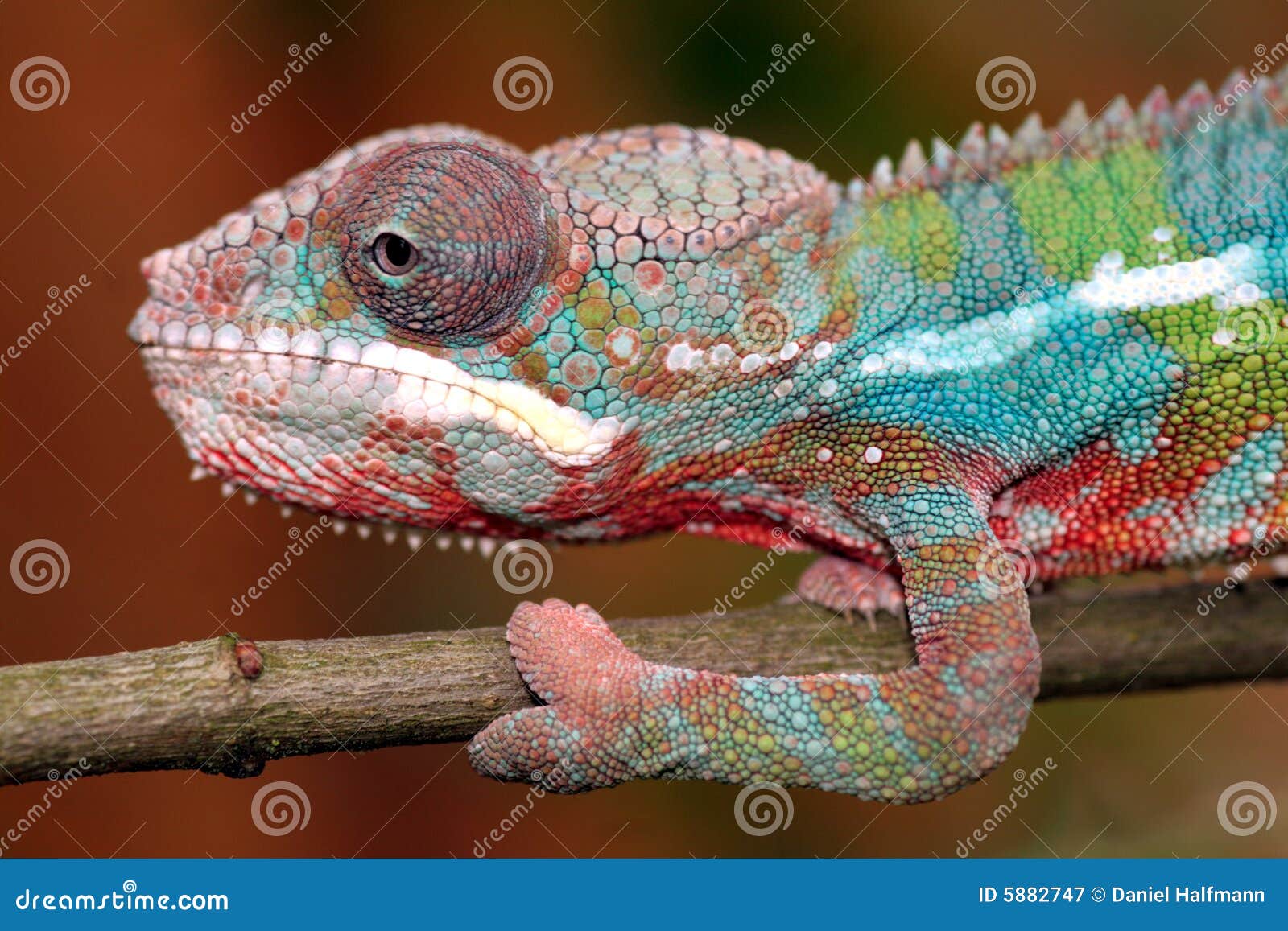 Chameleon stock image. Image of animal, chromatophores - 5882747