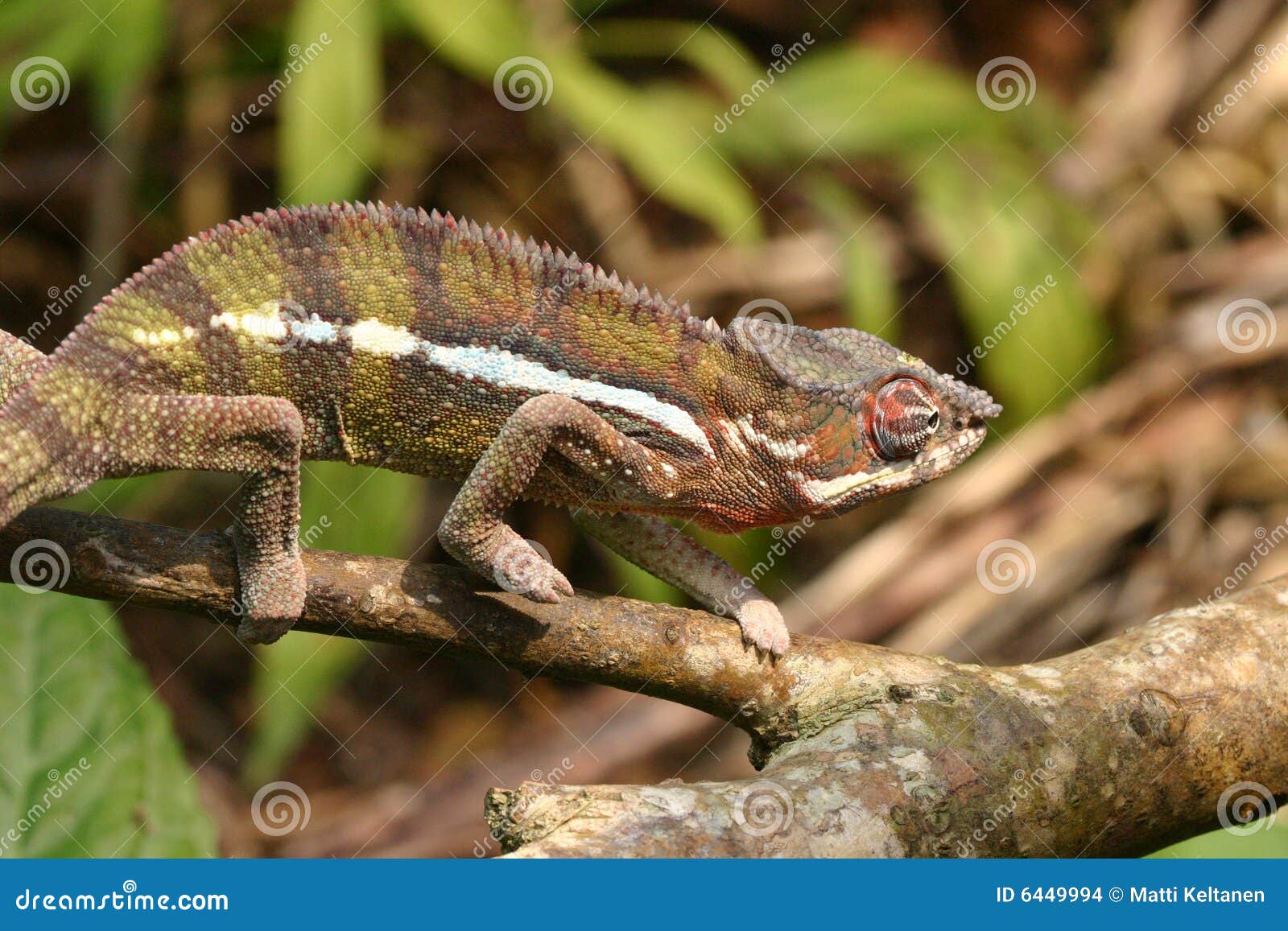 Chameleon stock photo. Image of slow, rain, camouflage - 6449994