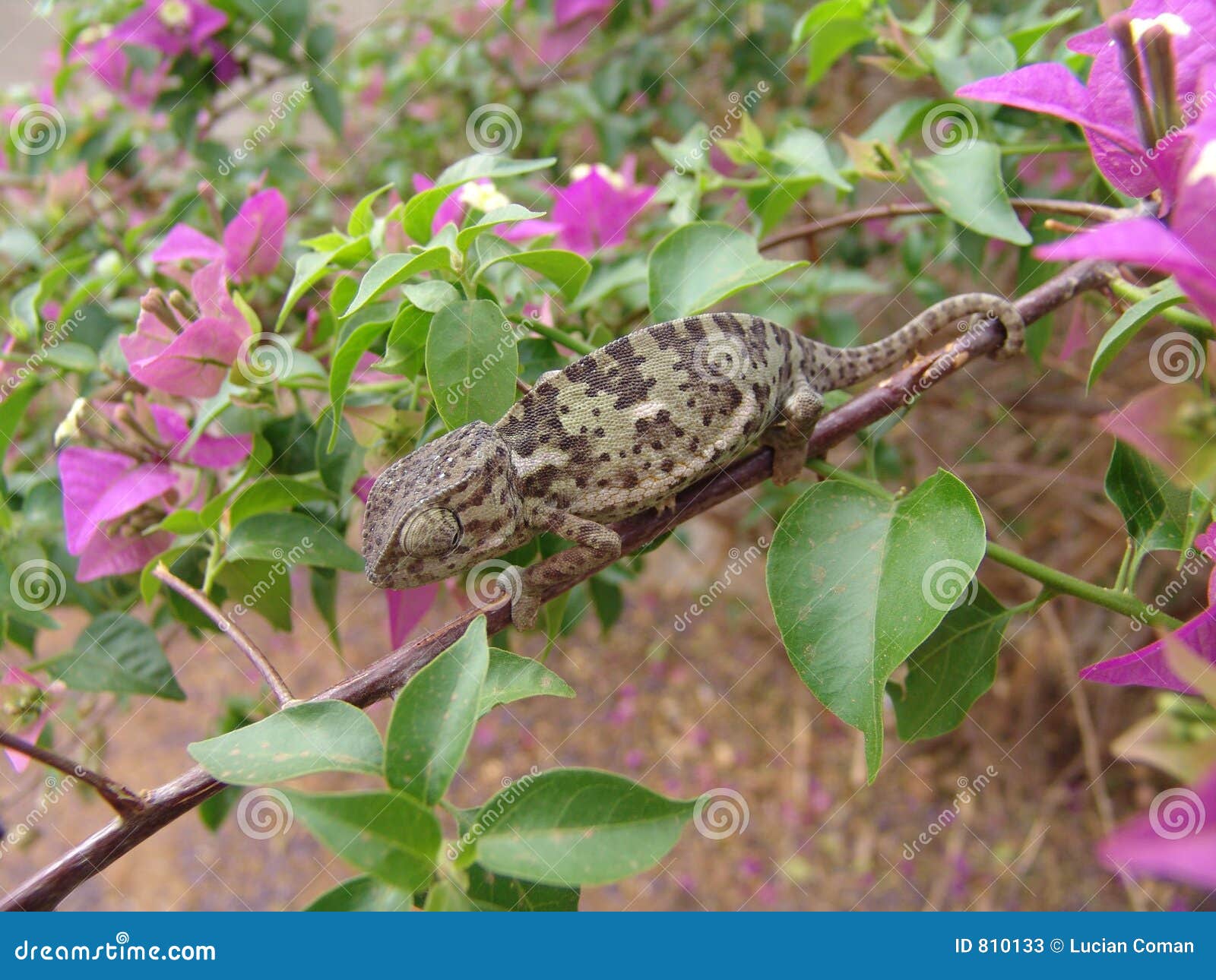 Chameleon stock image. Image of insectivor, claws, forest - 810133
