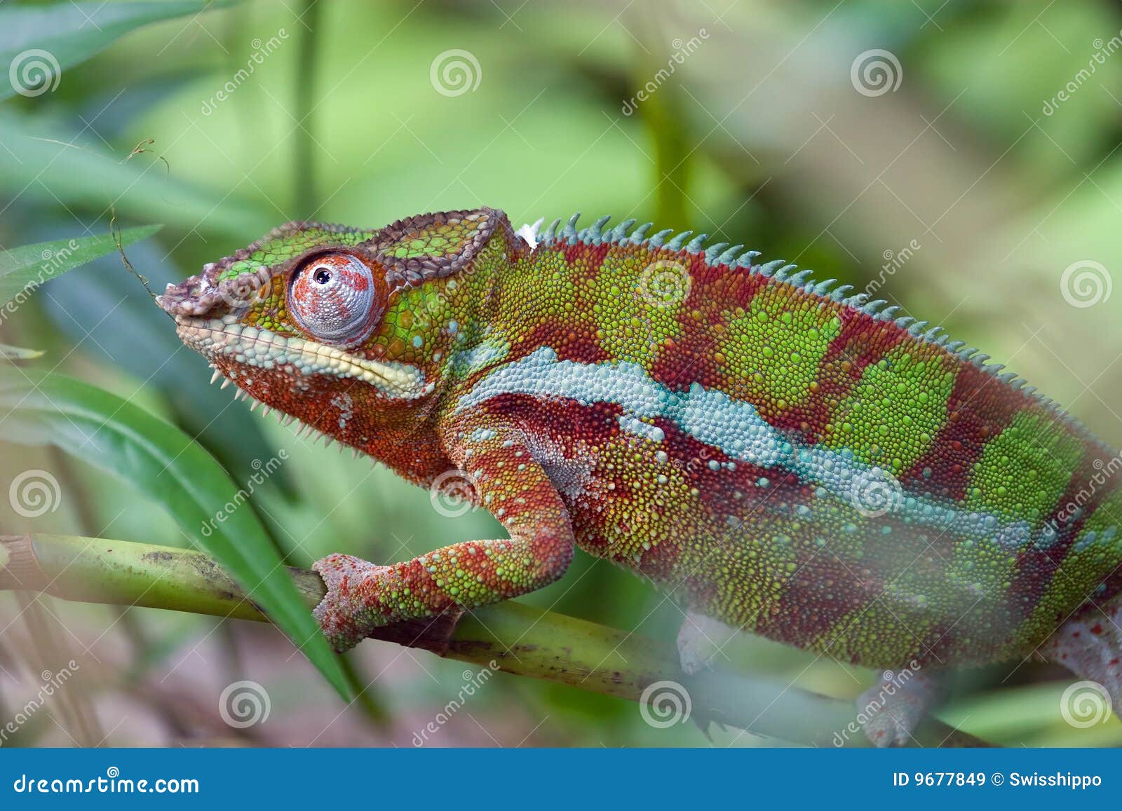 Chameleon stock image. Image of chameleon, crawling, colorful - 9677849