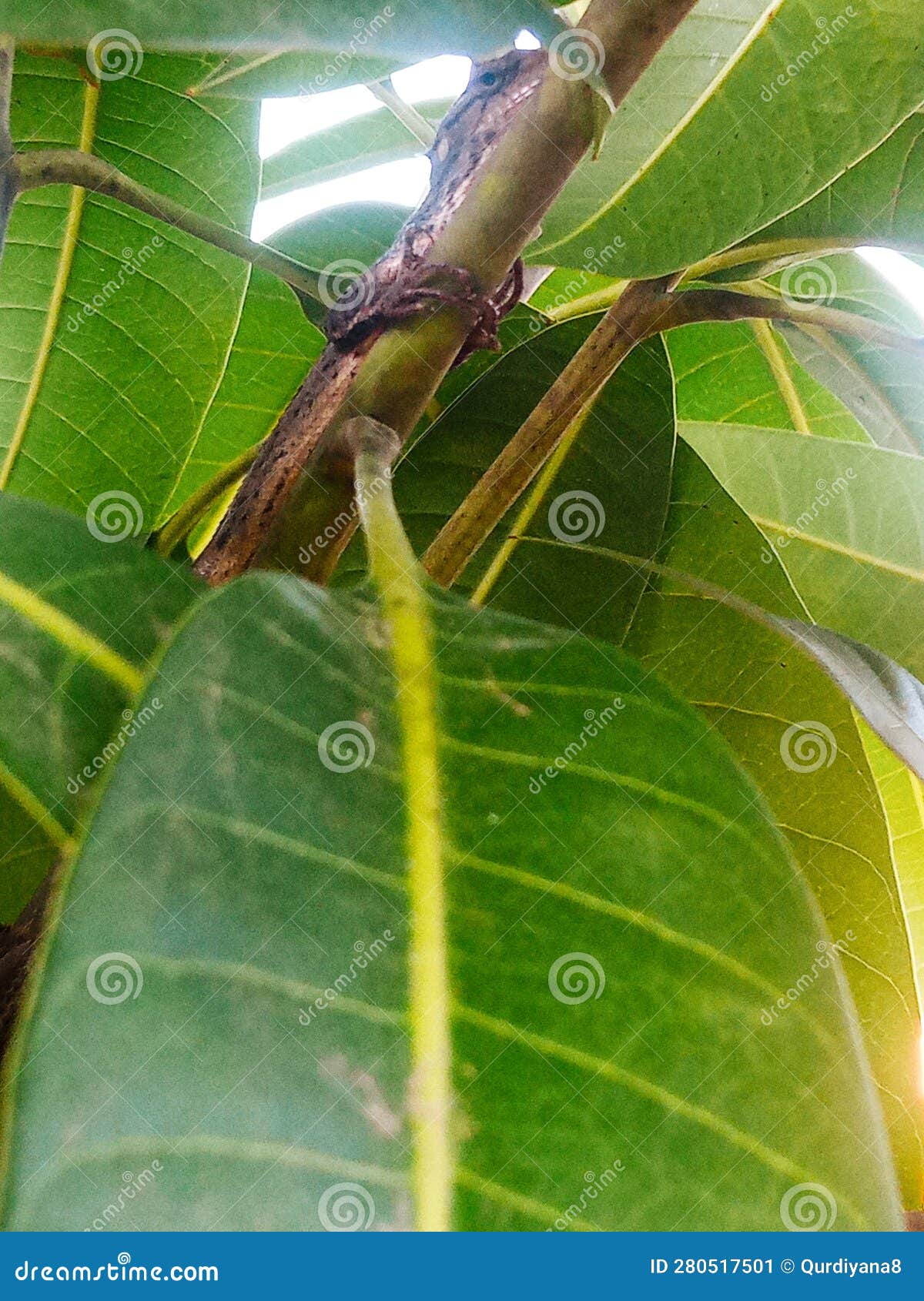 Chameleon Animal is Camouflaging on a Mango Tree Branch Stock Image ...