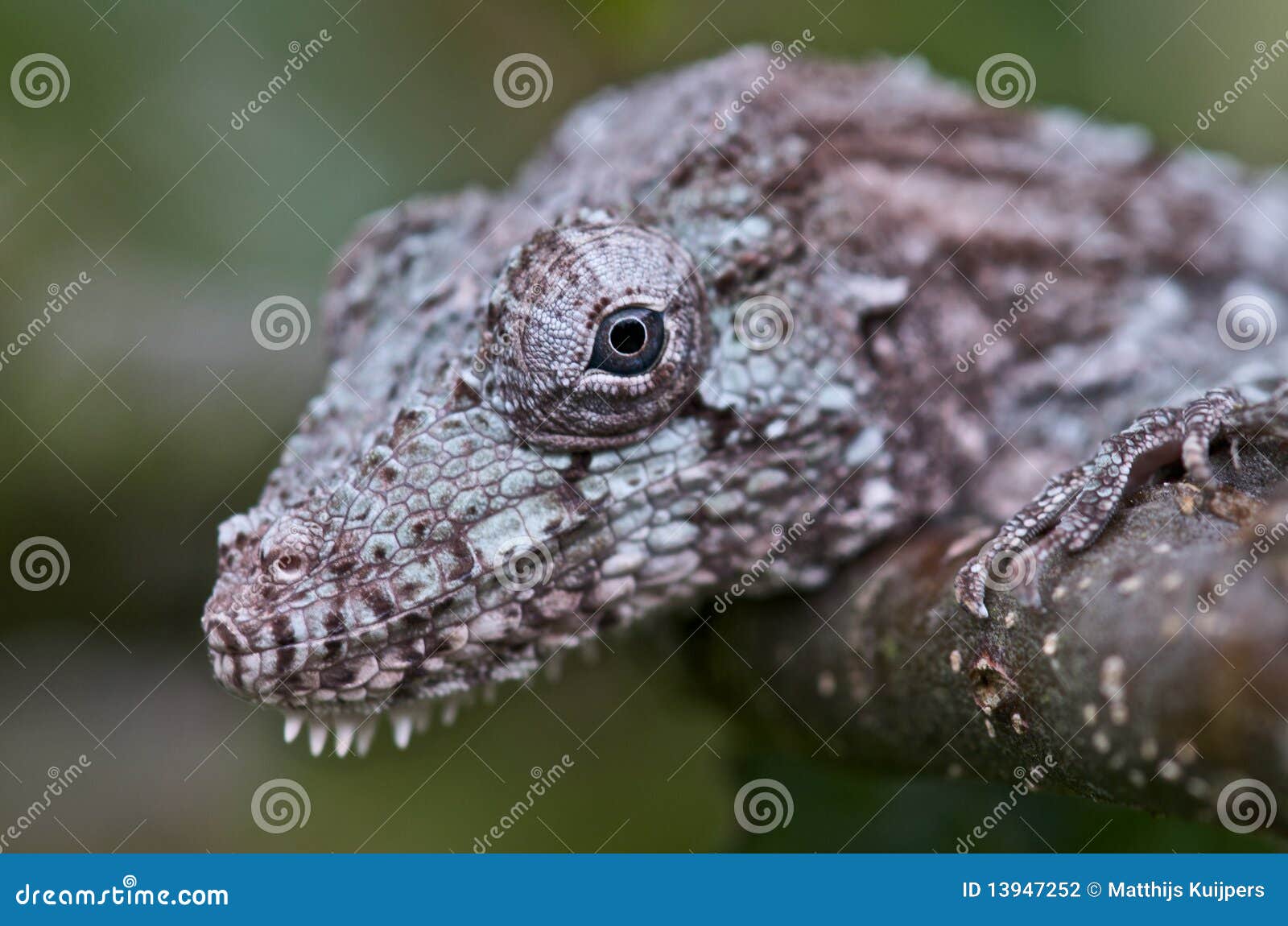 Chameleon Anole stock photo. Image of cryptic, eyes, camouflage - 13947252