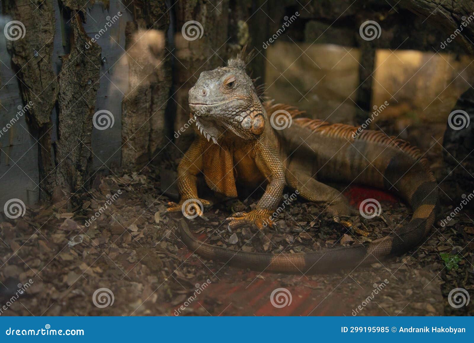 Chameleon in aquarium tank stock image. Image of genome - 299195985