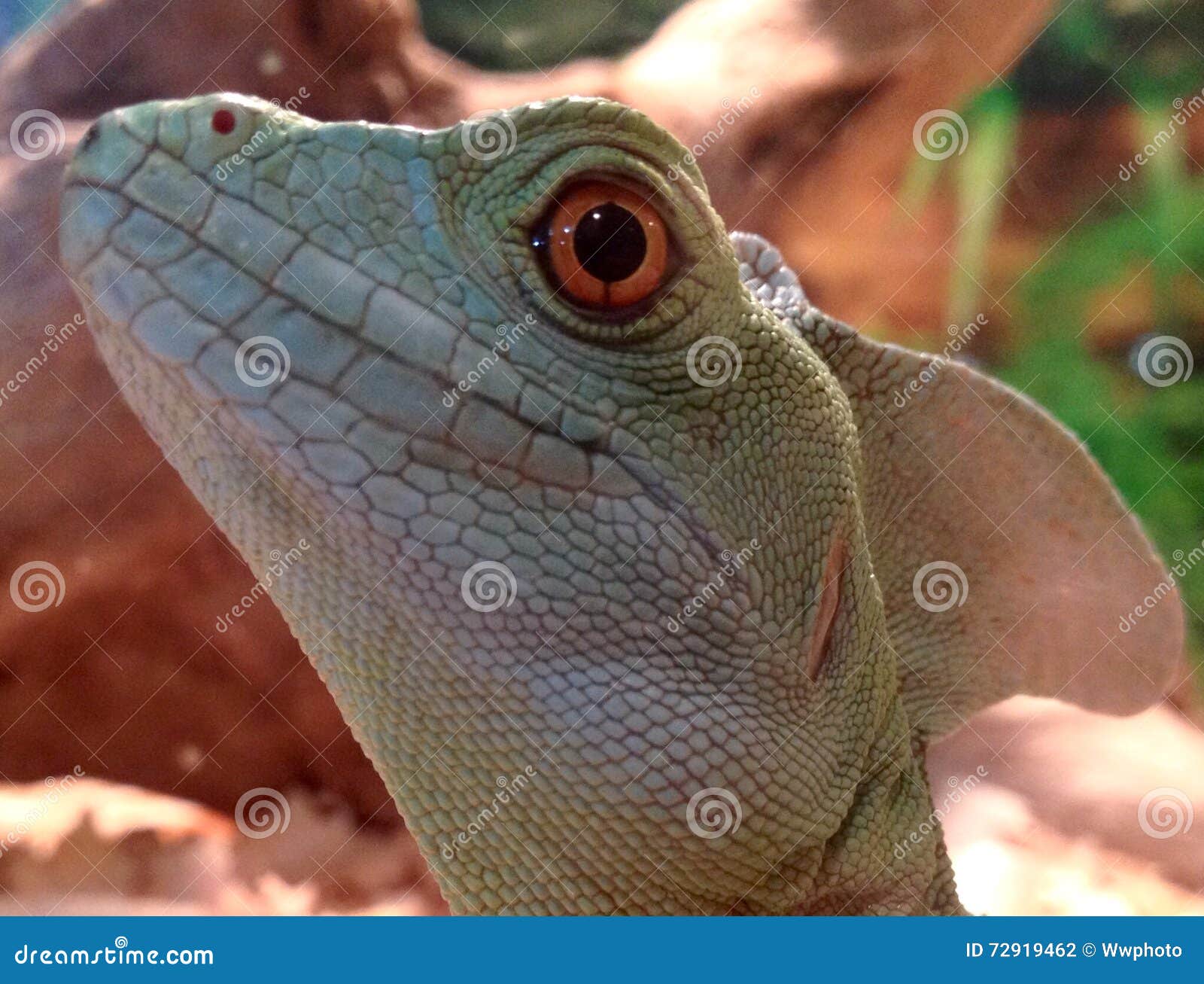 Chameleon stock photo. Image of poisonous, hide, open - 72919462