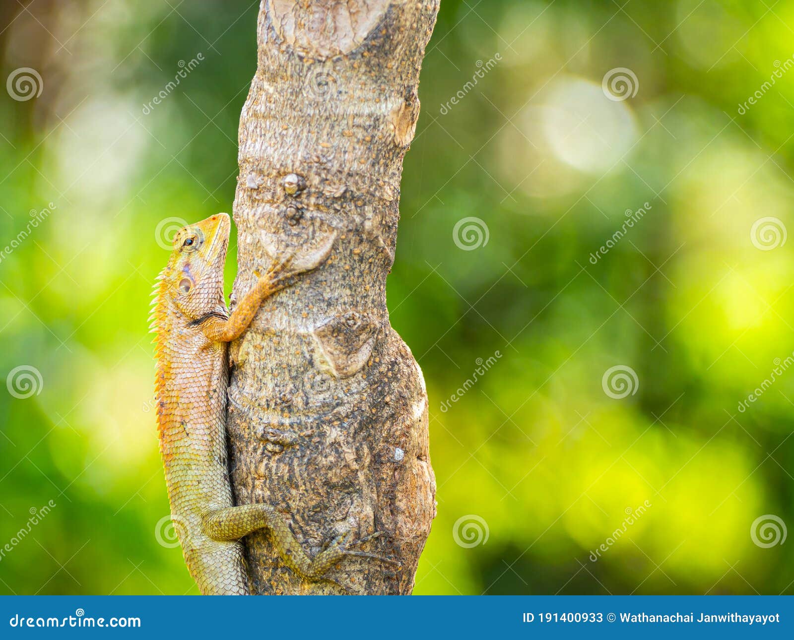 Chameleon is an Asian Species of Animals that Lives in Tree Stock Image ...